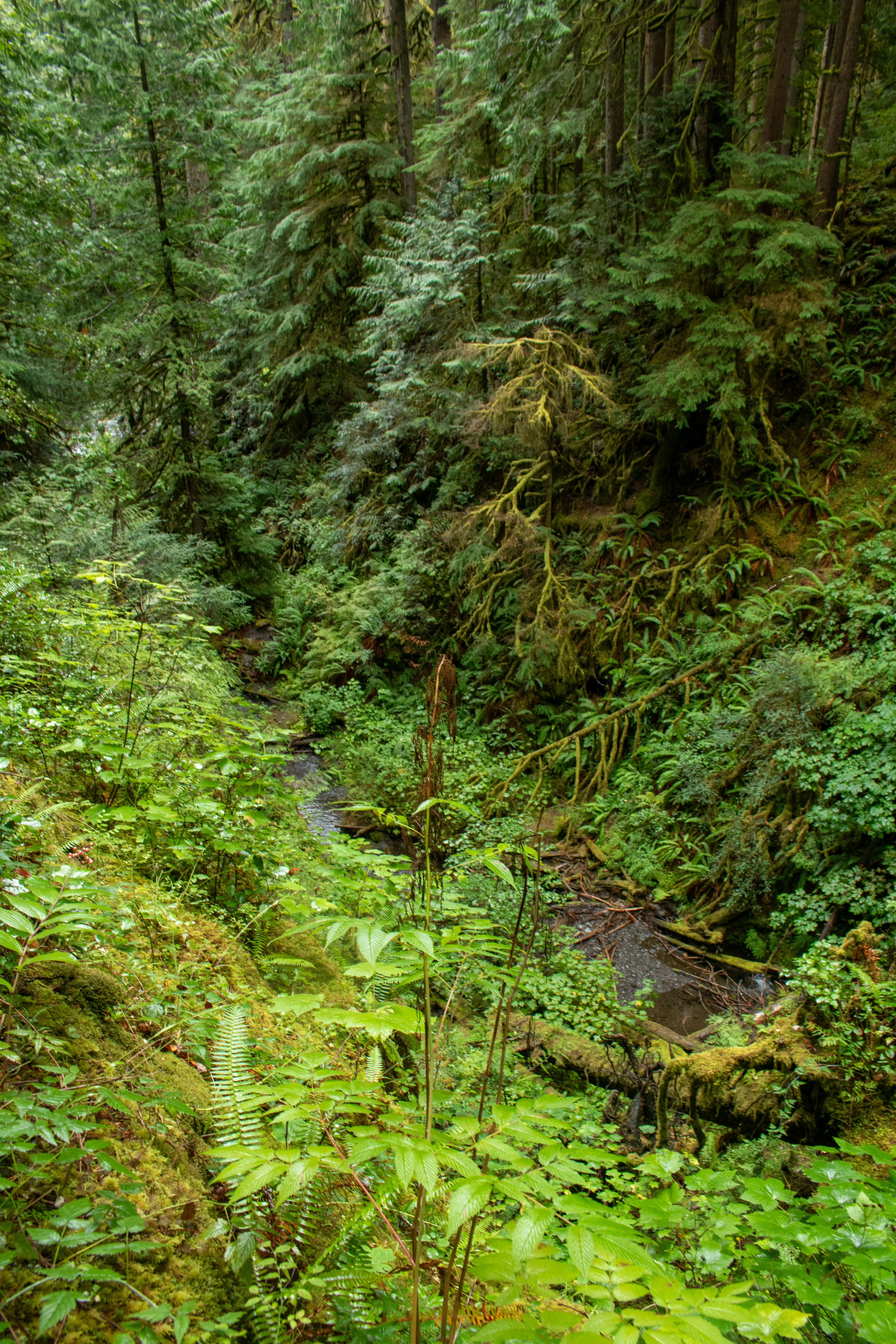 A stream running through a lush green forest photo – Free Wallpaper ...