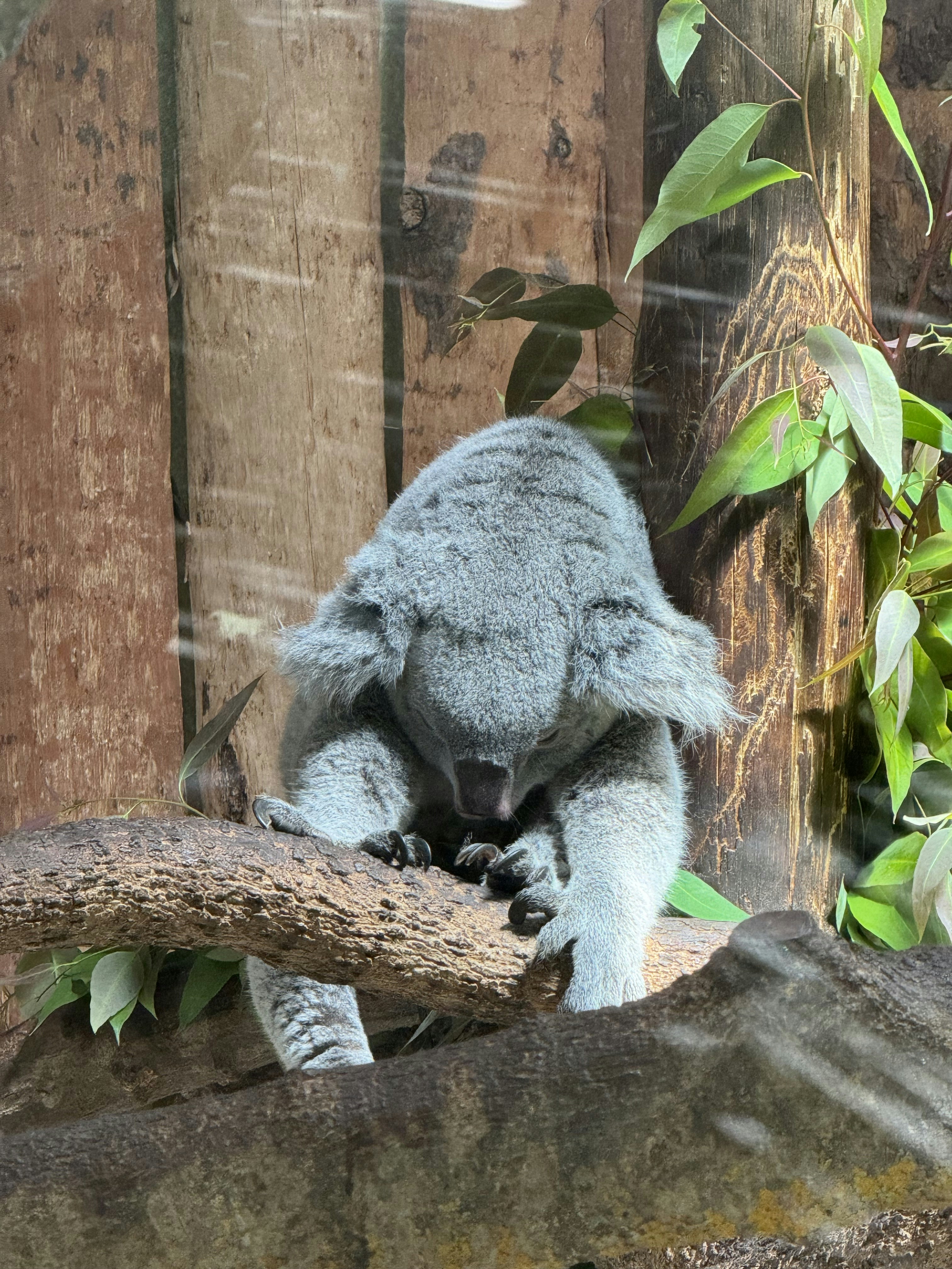 Hush on a Branch: A Blue-Gray Koala's Quiet Grip