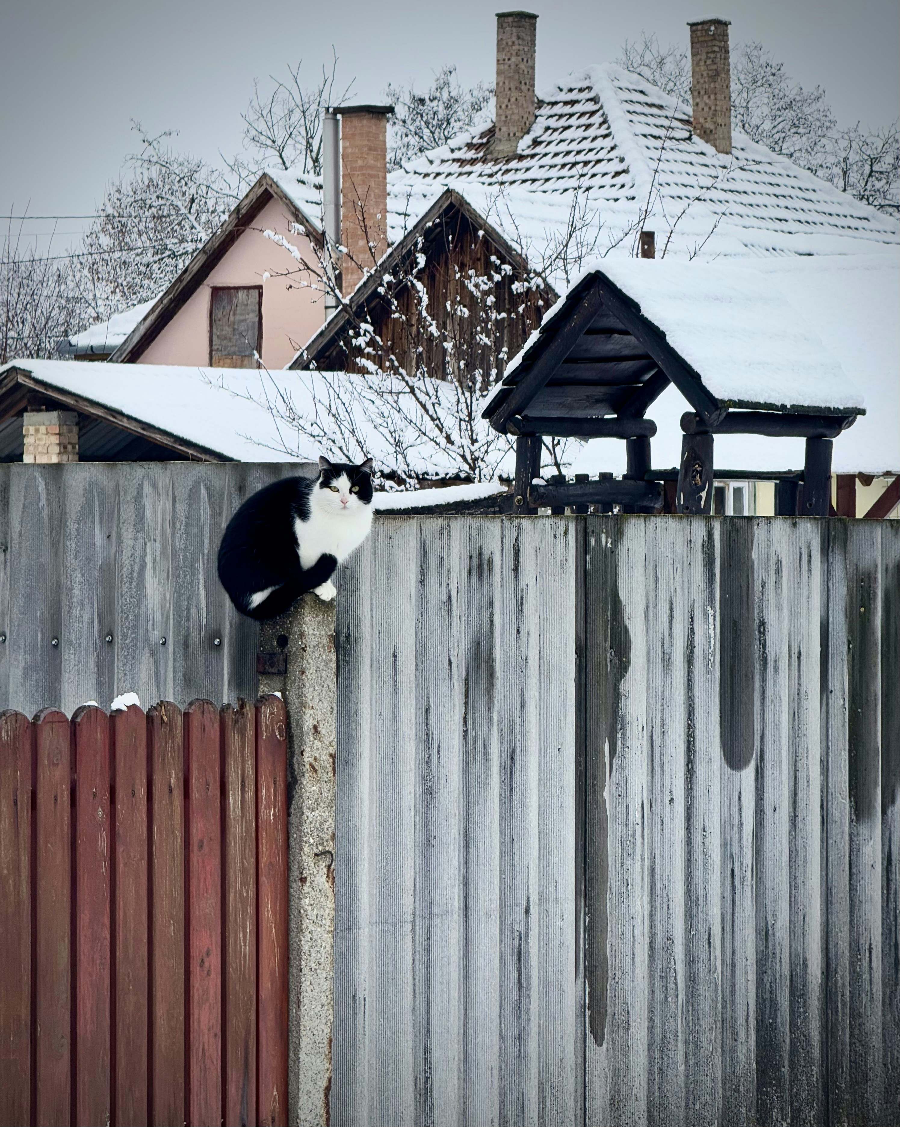 A black and white cat perched on a weathered fence, overlooking a snowy landscape with quaint houses in the background.