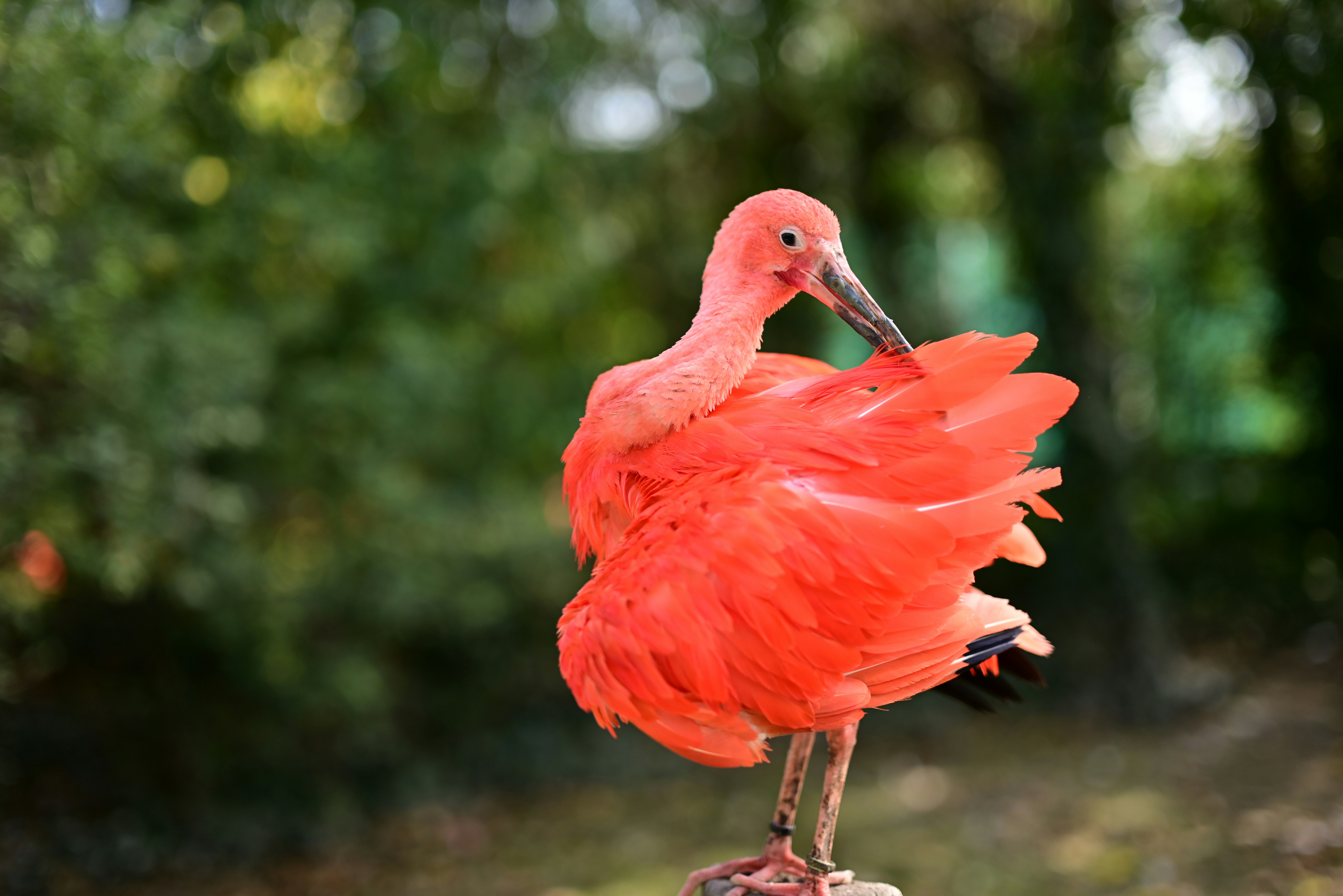 Crimson Flamingo Perched on a Weathered Post, Against a Velvet Green Backdrop