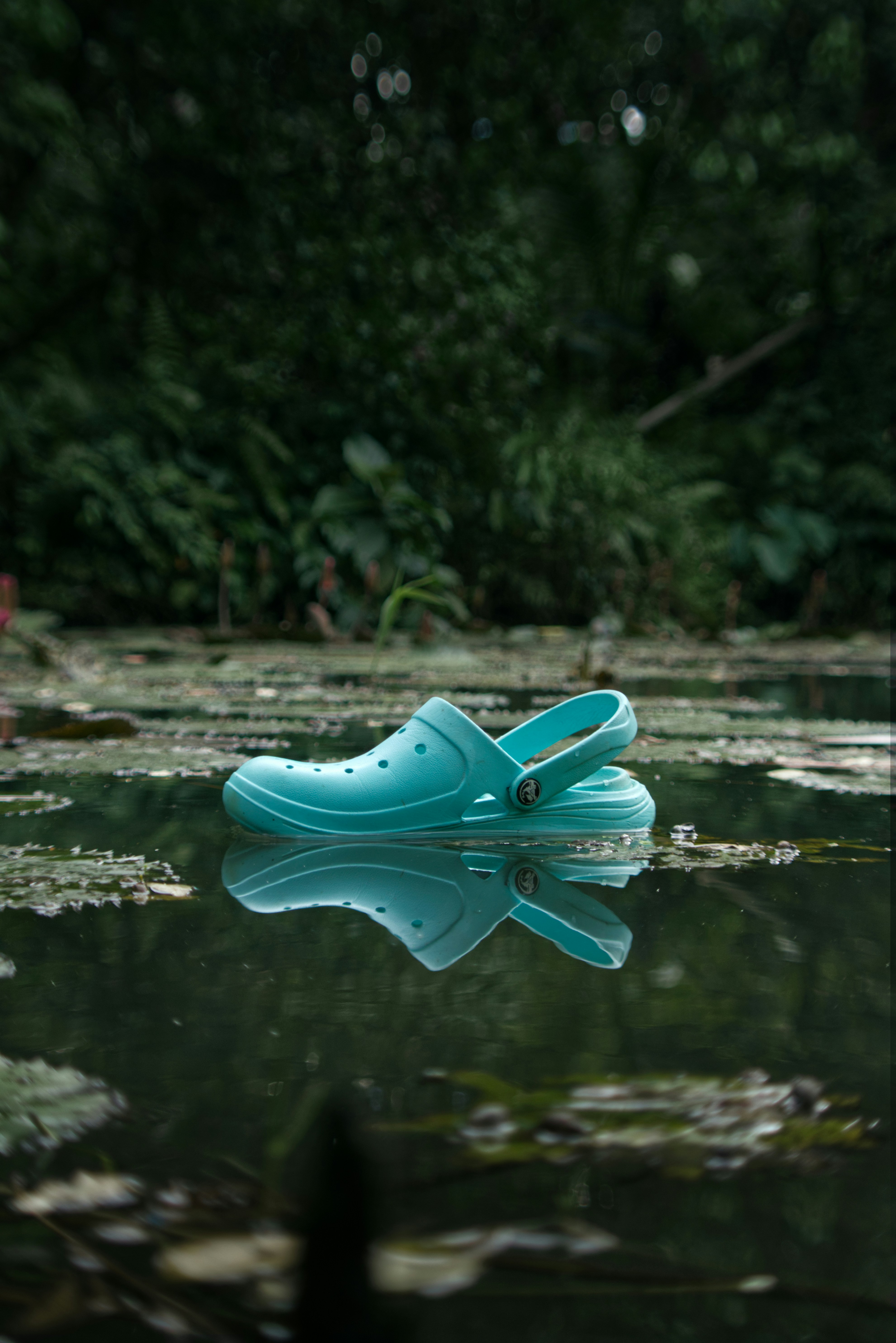 A pair of blue shoes floating on top of a pond photo – Free Wildlife ...