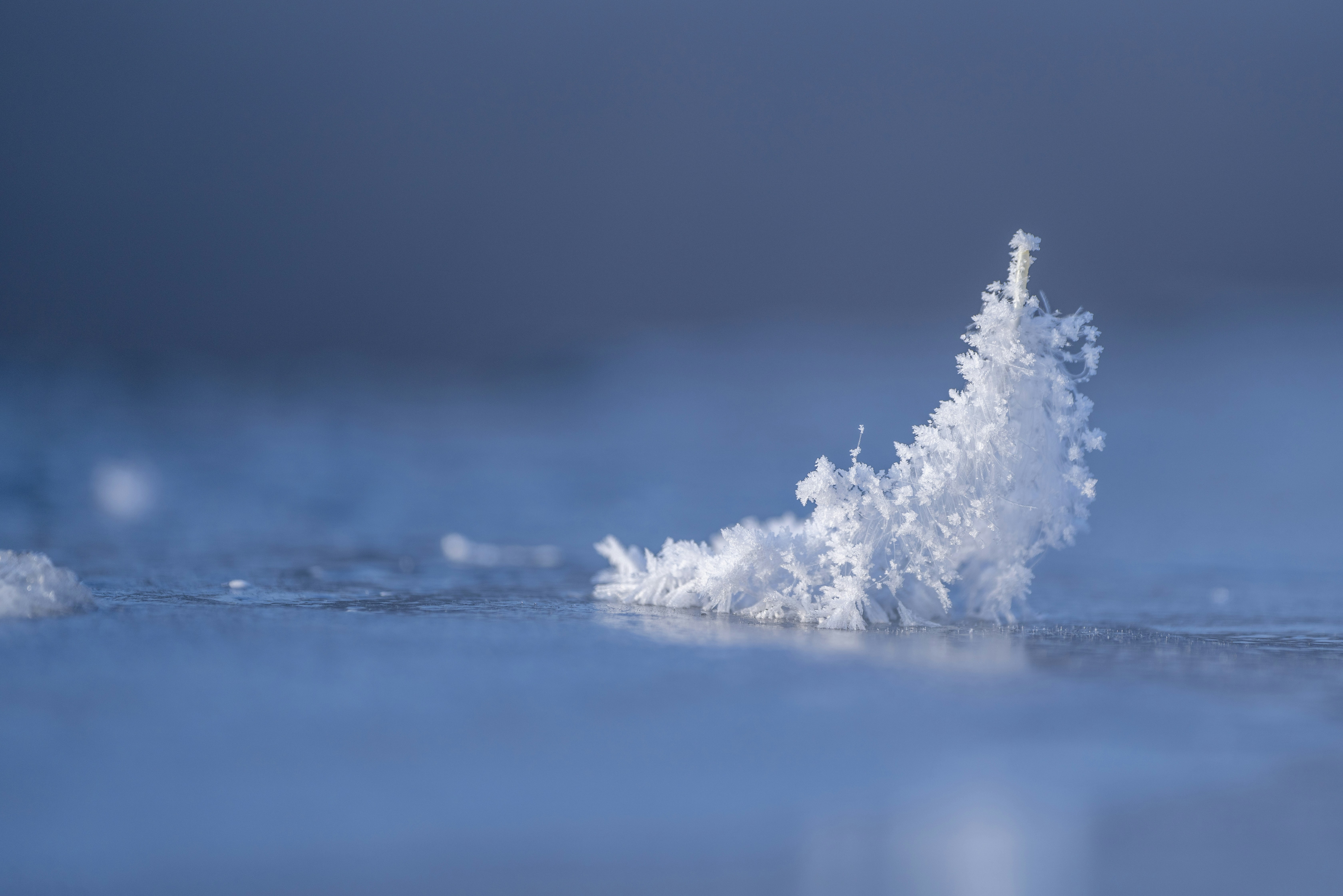 Delicate swan feather encased in frost, standing upright on a glossy ice surface.