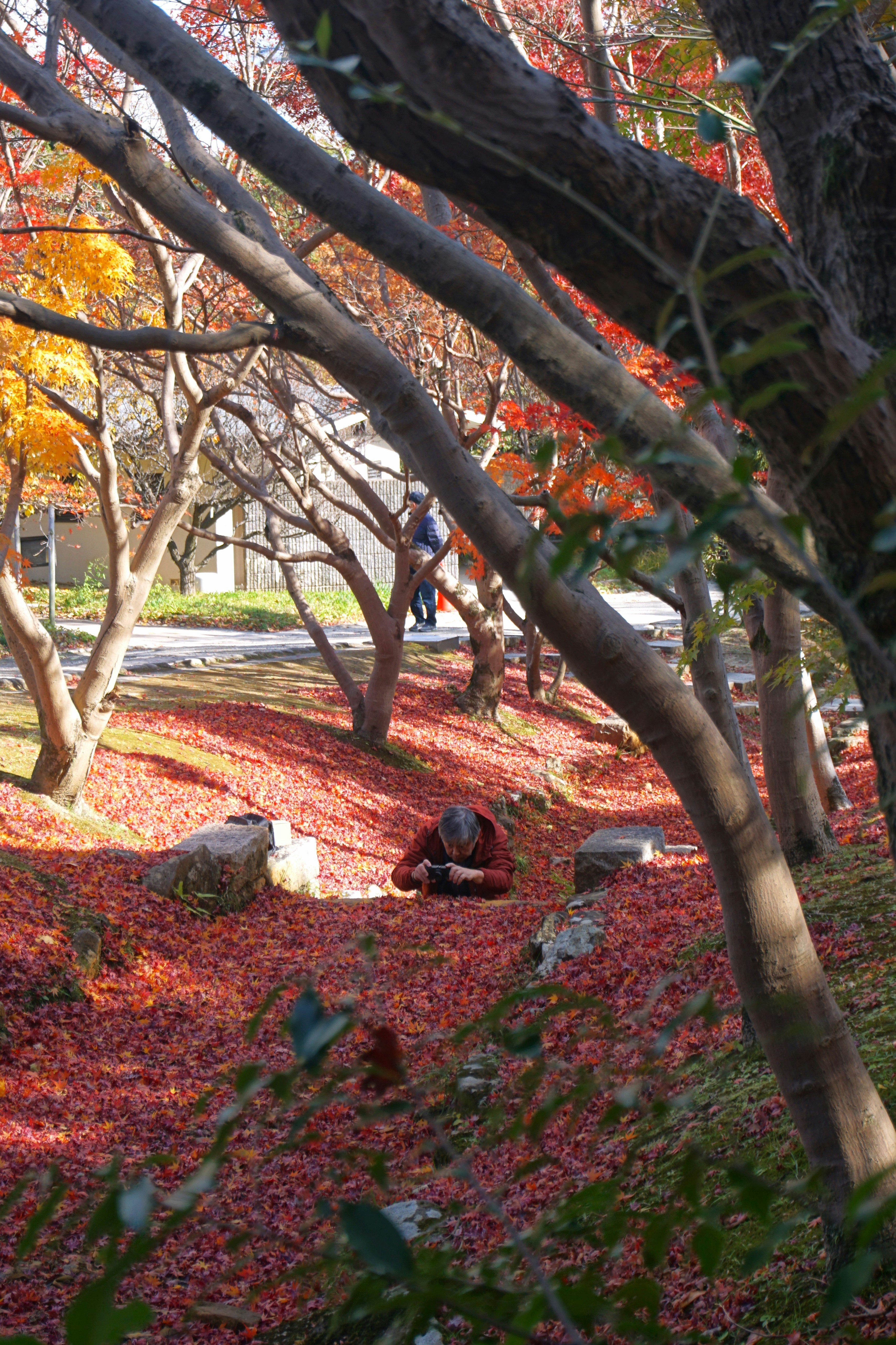 Crimson Carpet, Quiet Figure: An Autumn Moment in the Park