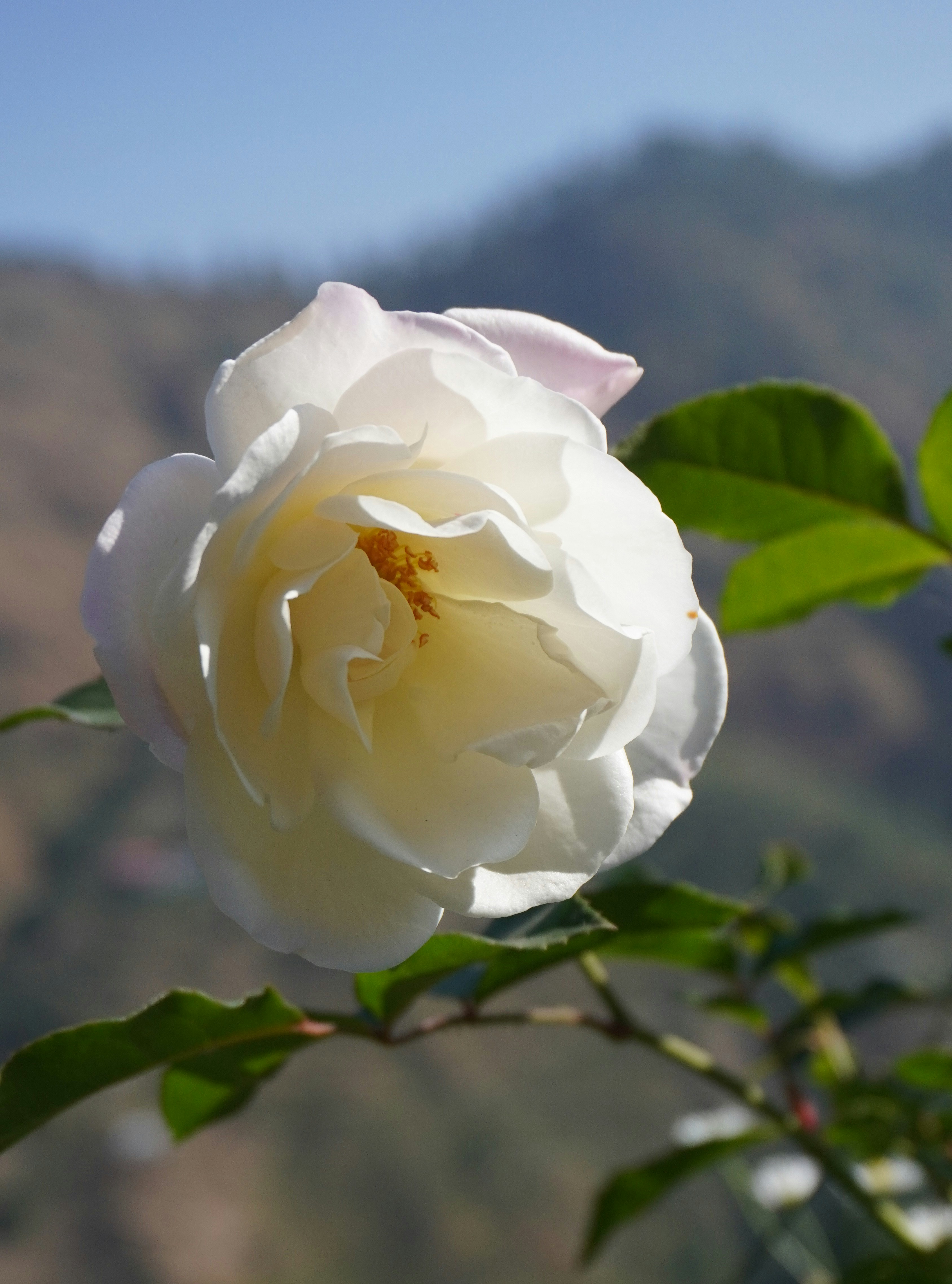 Petal Portrait: A White Rose Framed by a Blurred Mountain Vista