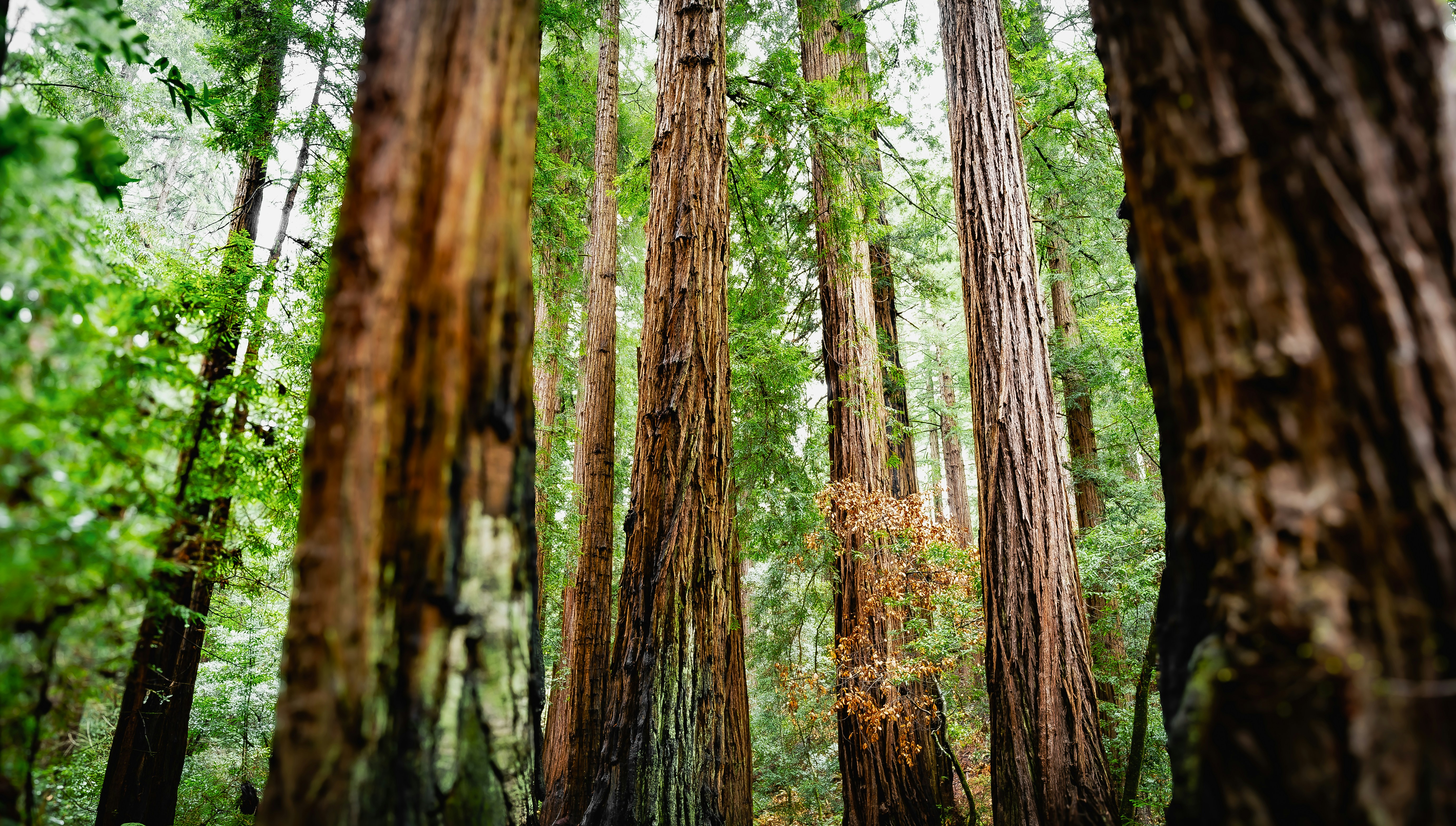 A forest filled with lots of tall trees photo – Free Wallpaper 4k Image ...