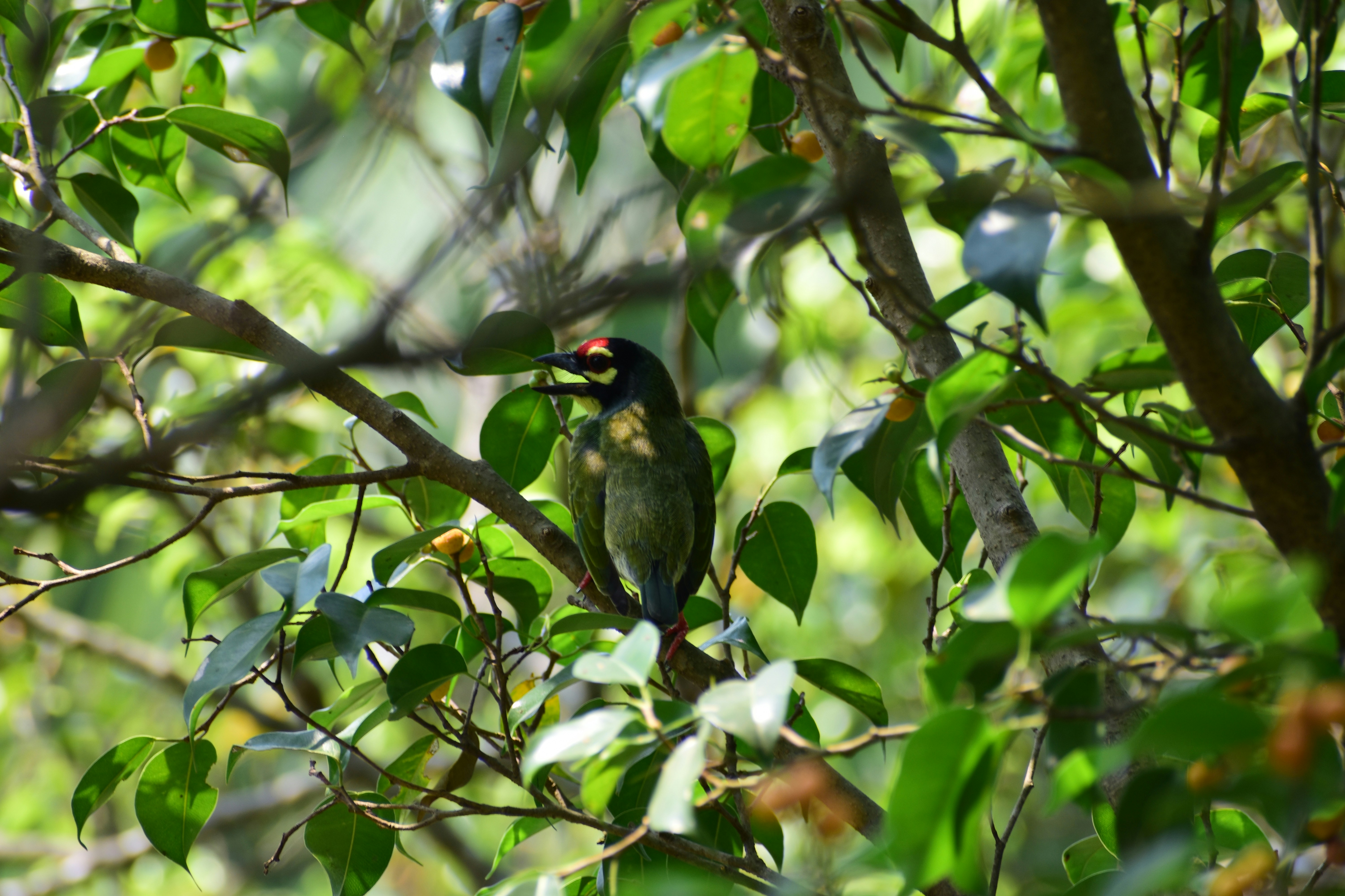 Colorful bird perched amidst dense green foliage in a sunlit tree.