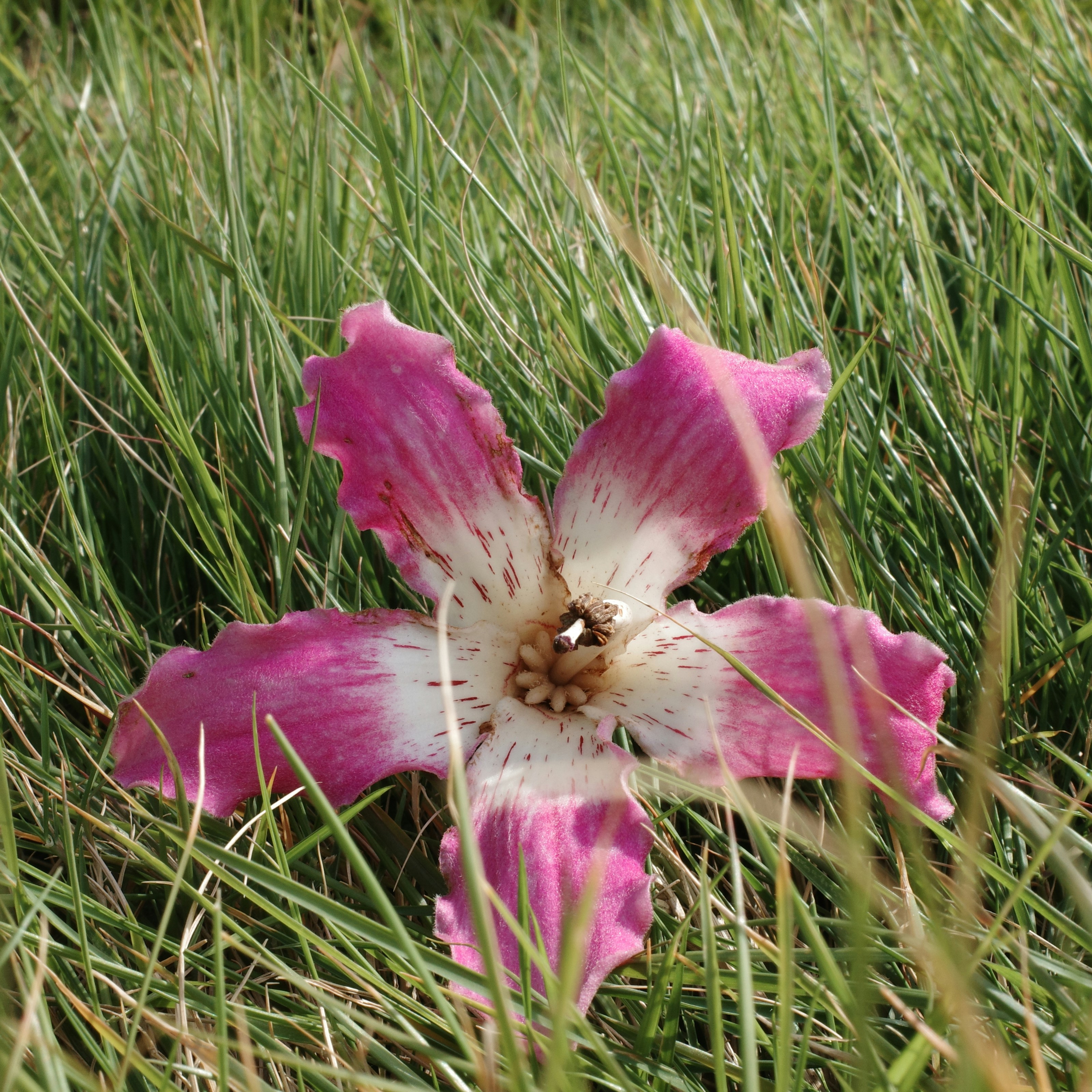 Close-up photograph of a pink-white flower with darker pink edges nestled in tall grass.