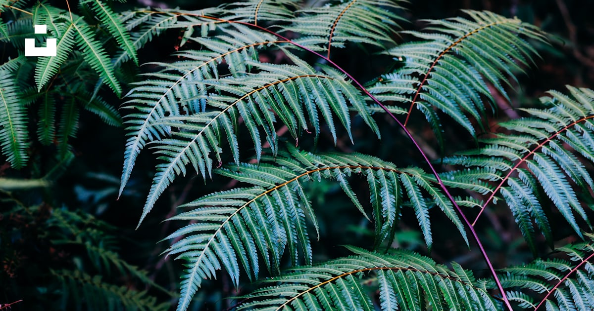 緑の葉を持つ植物のクローズアップの写真 Unsplashの羊歯の無料画像