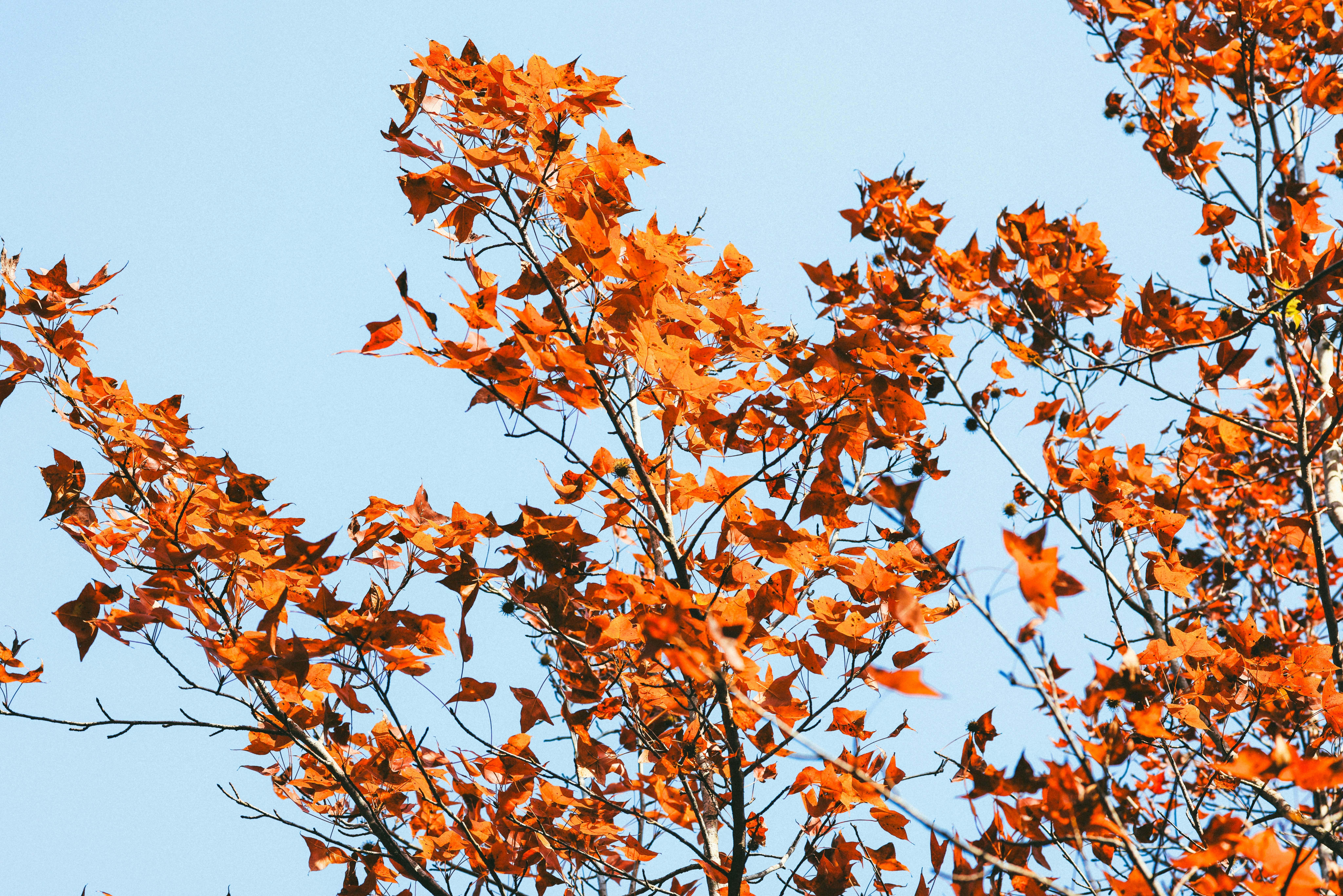 Photo by DL314 Lin with Canon EOS R5