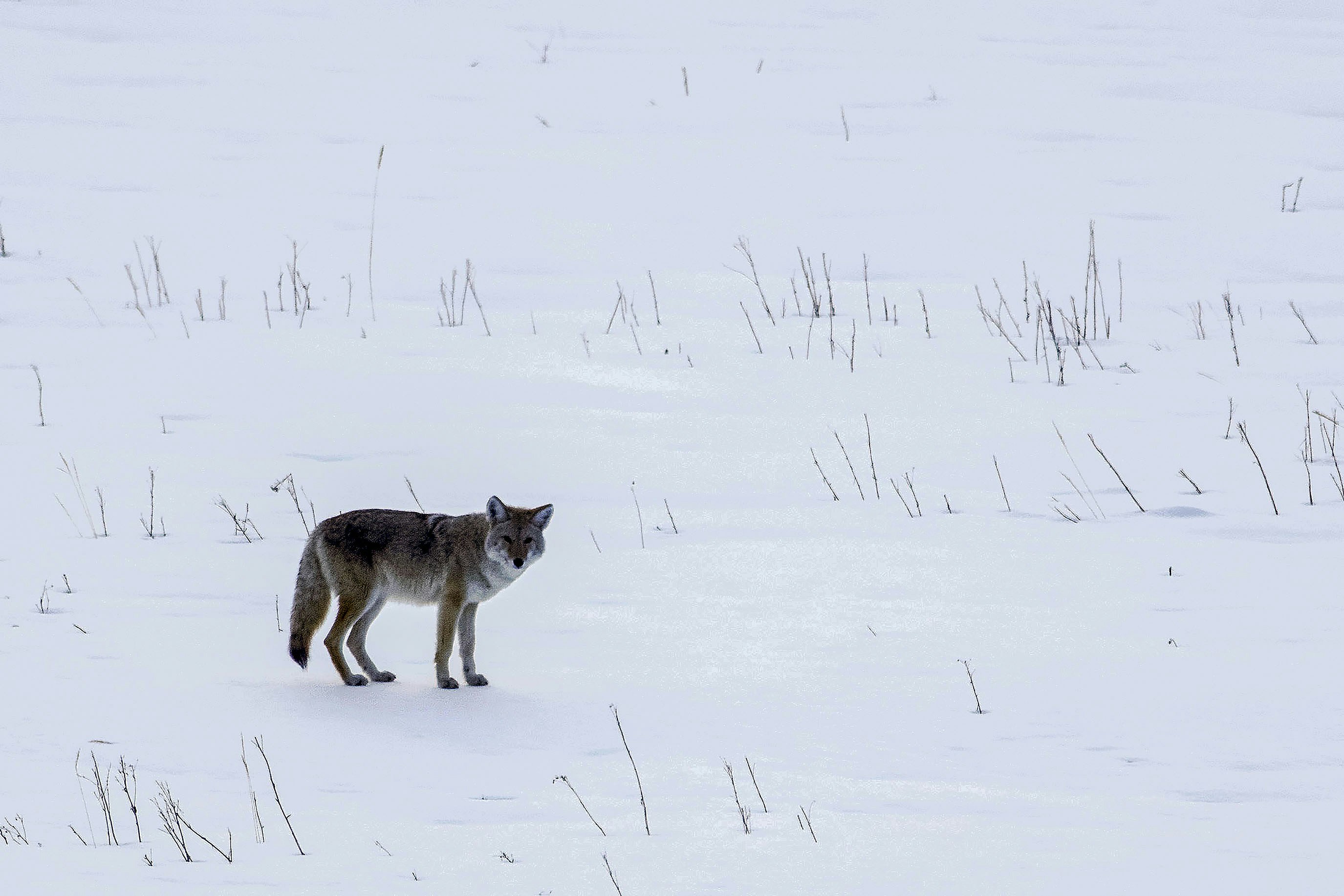 Lone coyote standing in a vast snow-covered field, surrounded by sparse grass tufts.