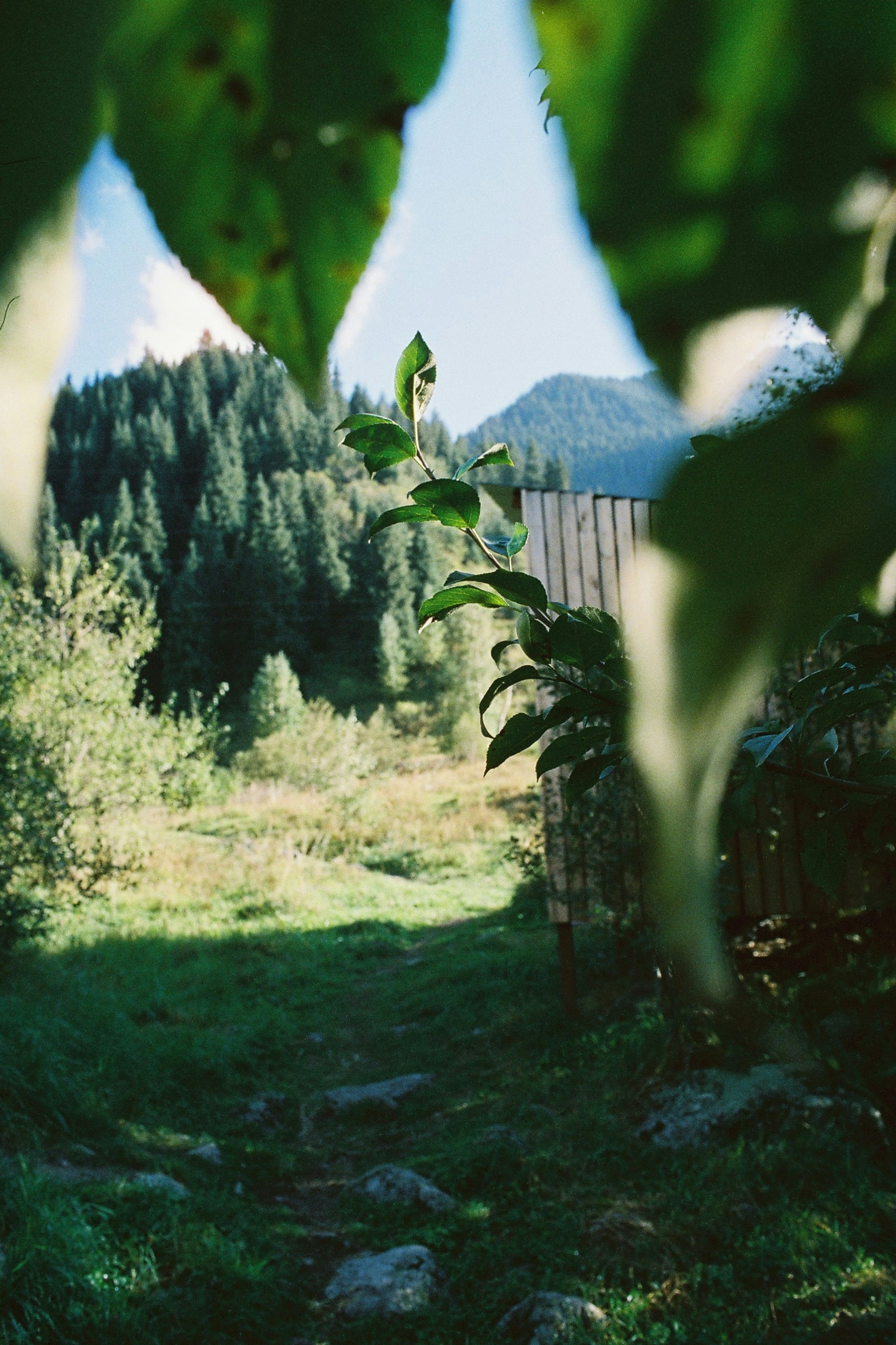 Ayusai Gorge, a hidden gem near Almaty, Kazakhstan, where rugged cliffs meet serene nature, creating a perfect escape for adventurers and nature lovers alike. Cinetill 800T Film | A grassy field with trees and a fence in the background