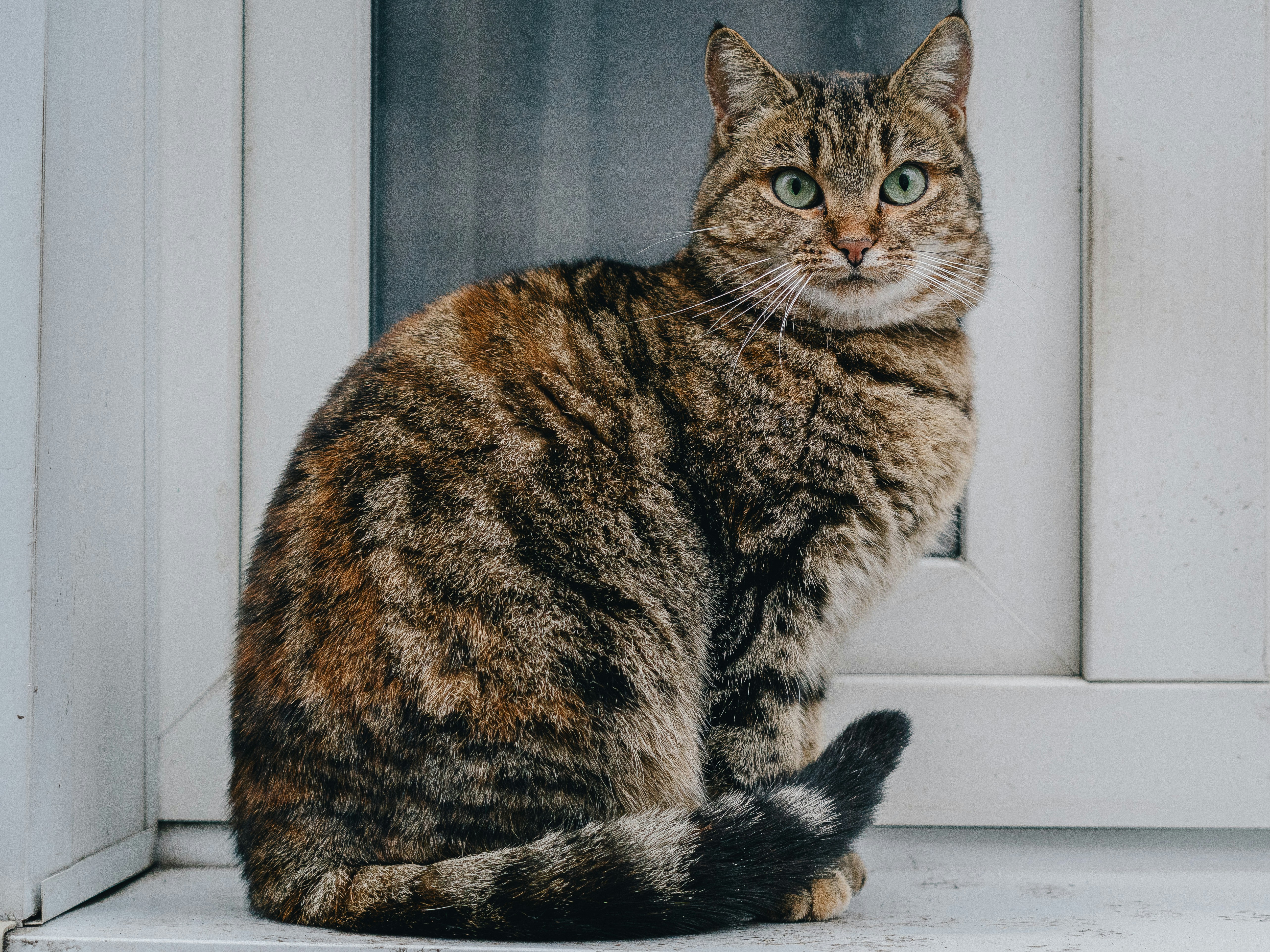 A cat is sitting on a window sill photo – Free Animal Image on Unsplash