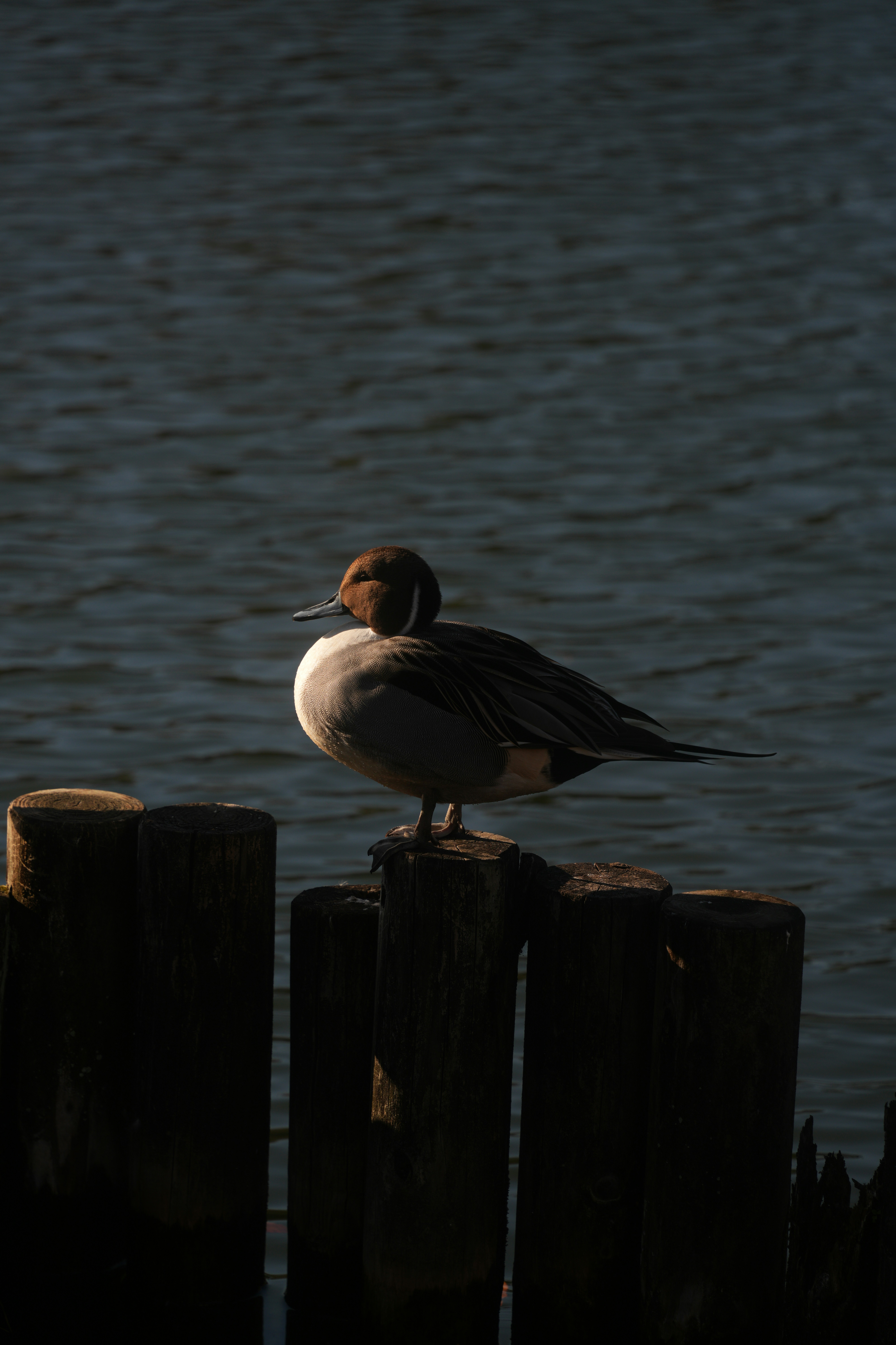 Dusk Mallard Perched on Weathered Piers