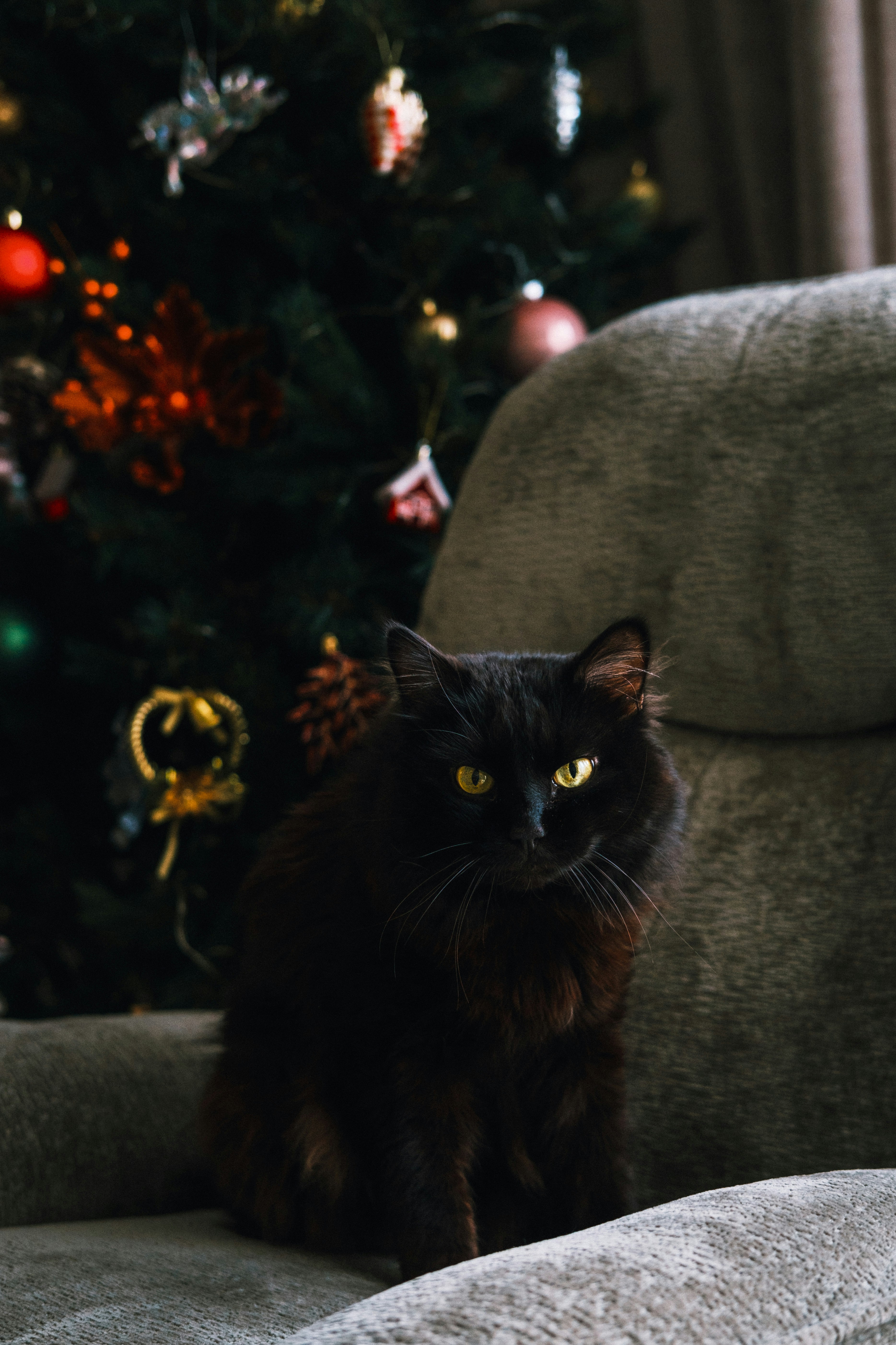 Nocturne Gaze by the Tree: A Black Cat on the Cozy Sofa