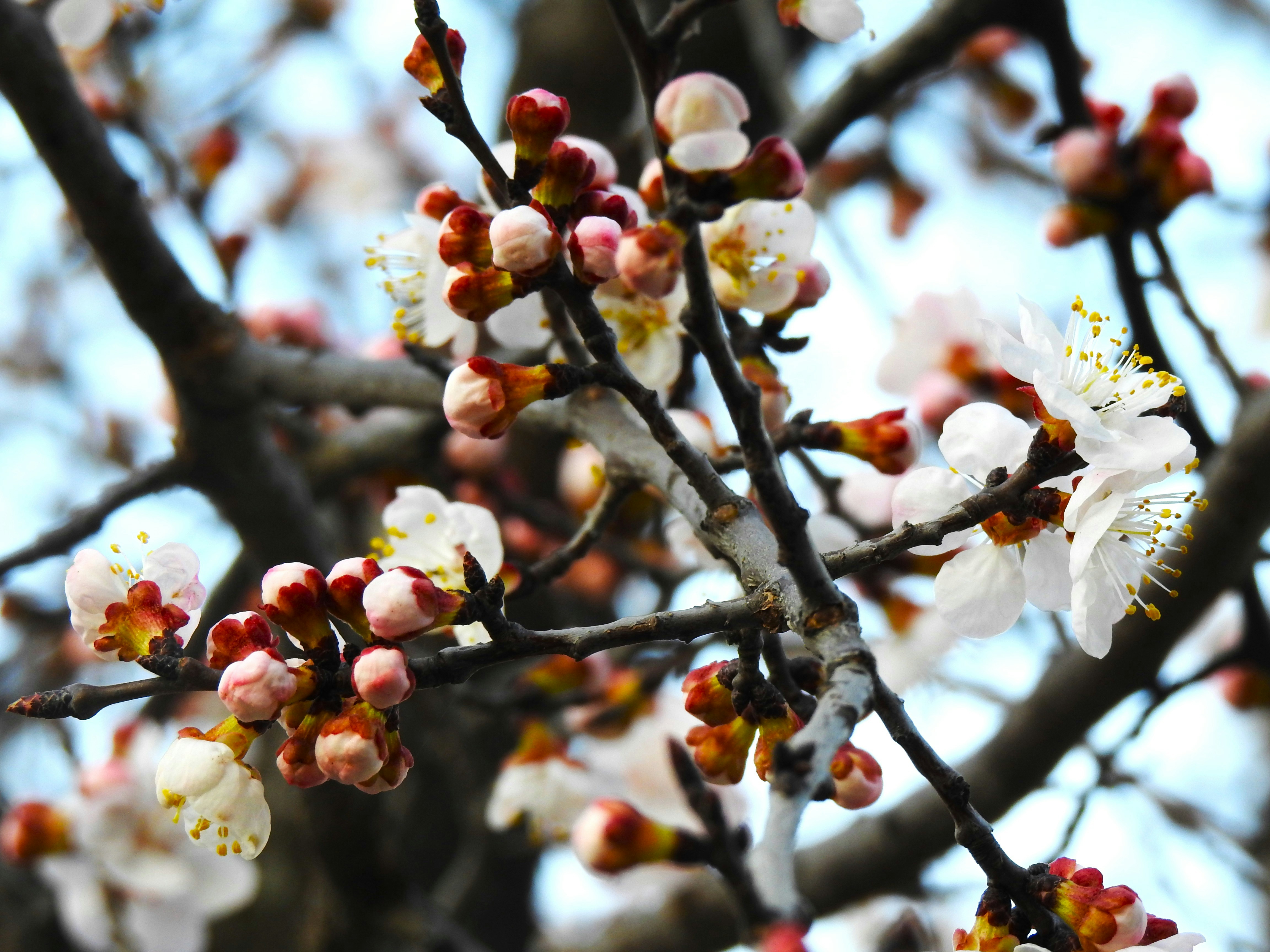 Blossoms in Focus: Macro Threads of Spring