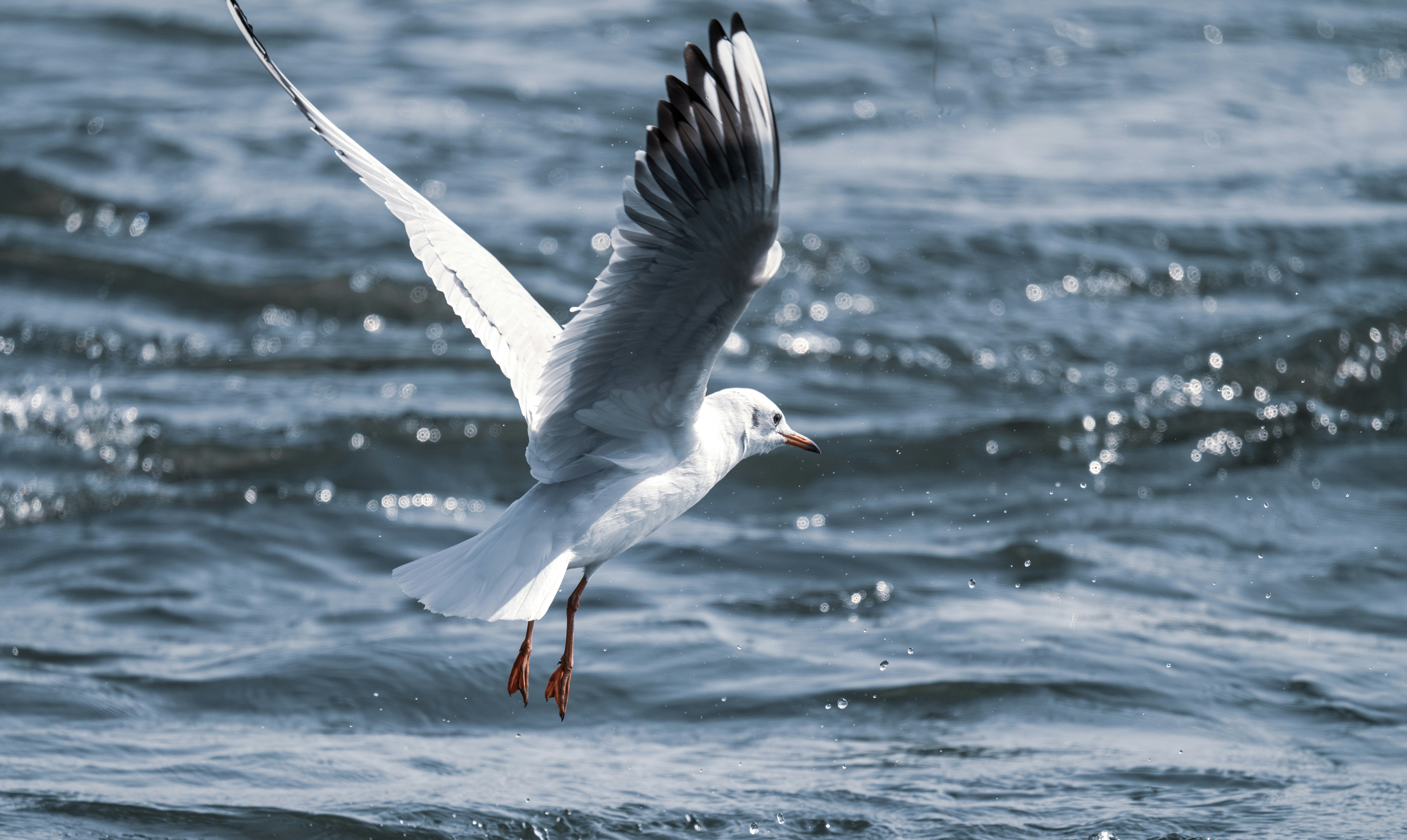 A seagull flying over a body of water photo – Free Sea Image on Unsplash