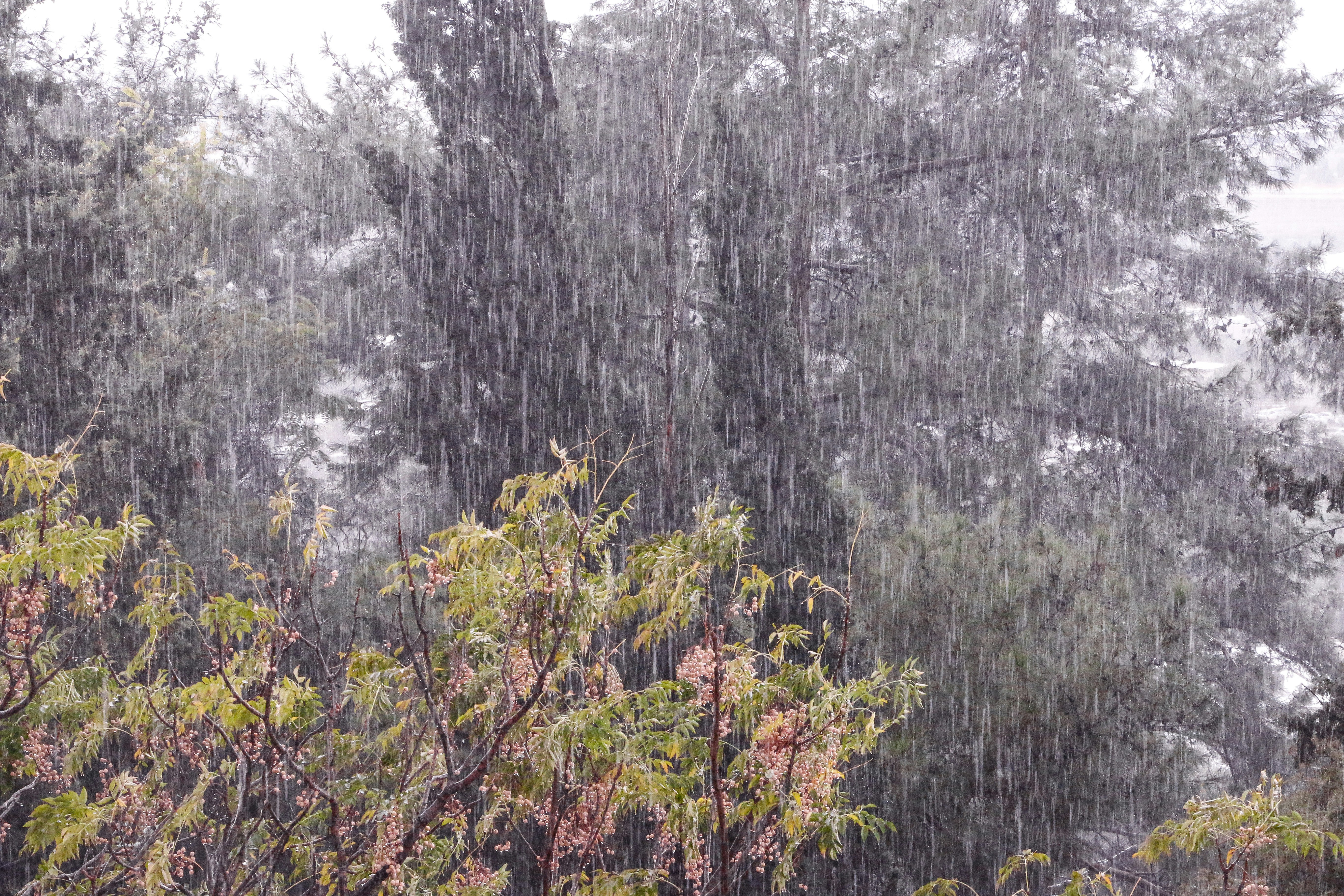 A group of trees that are in the rain photo – Free Plant Image on Unsplash