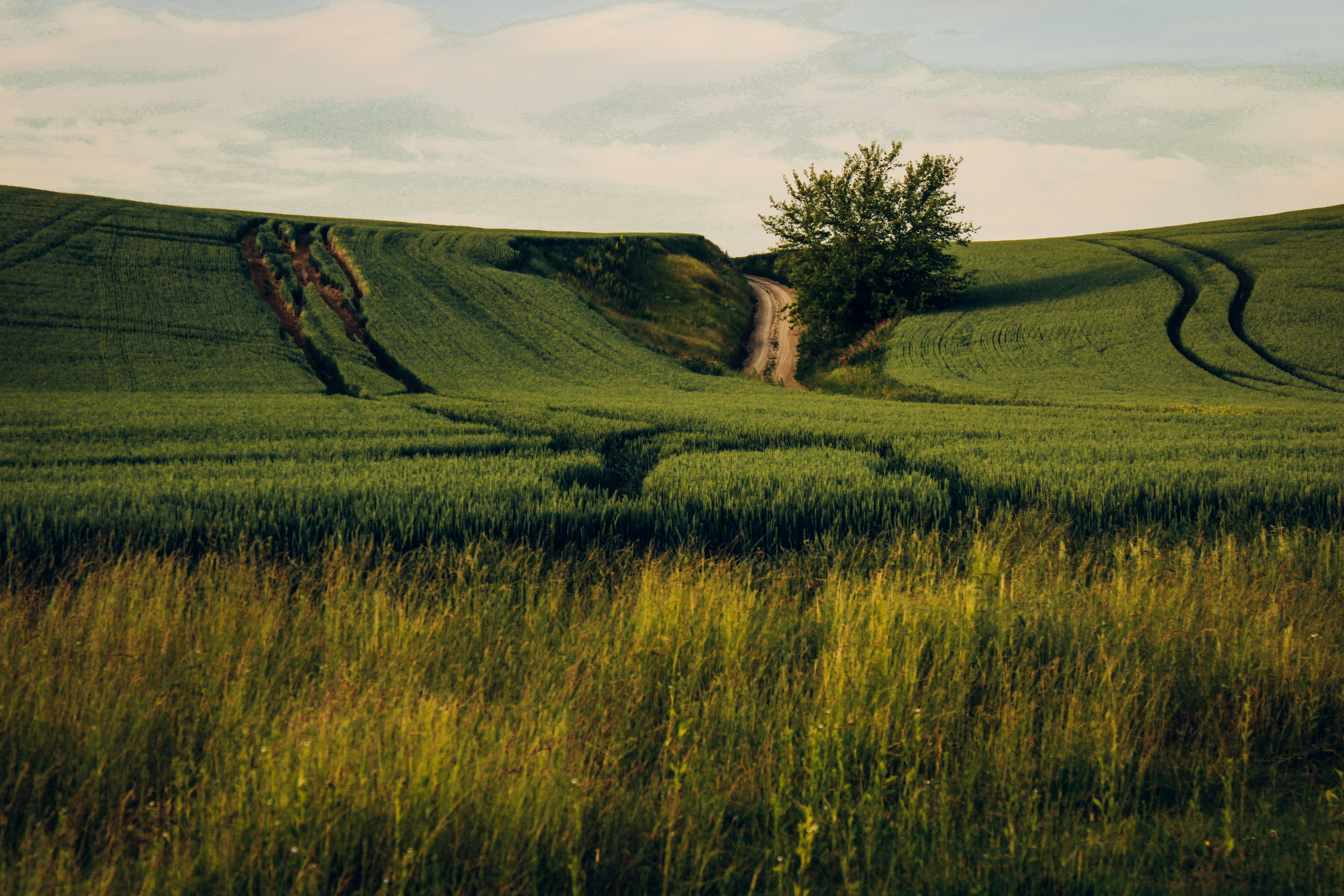 A grassy field with a lone tree in the distance photo – Free Land Image ...