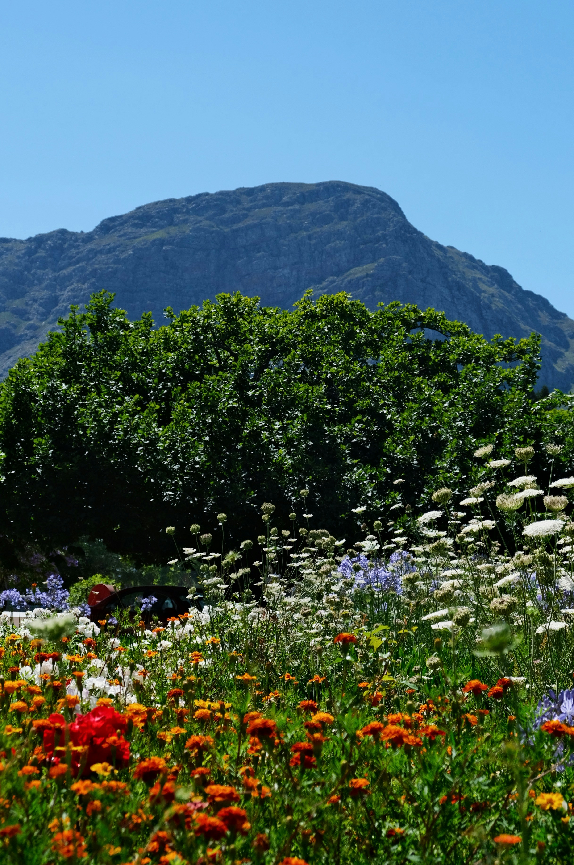 Wildflower Choir at the Base of a Quiet Granite Peak