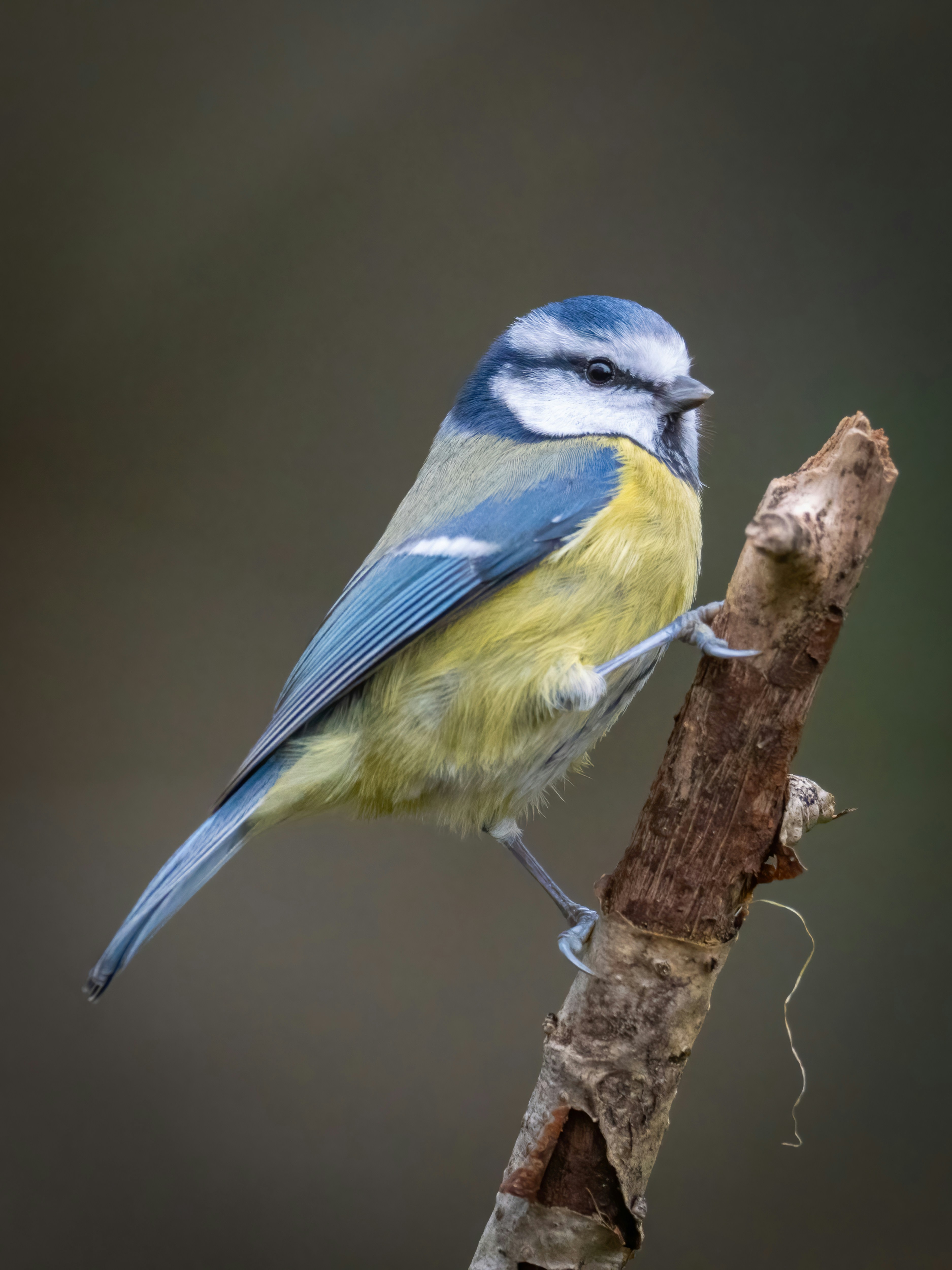 Photo by Doncoombez with OM System OM-1