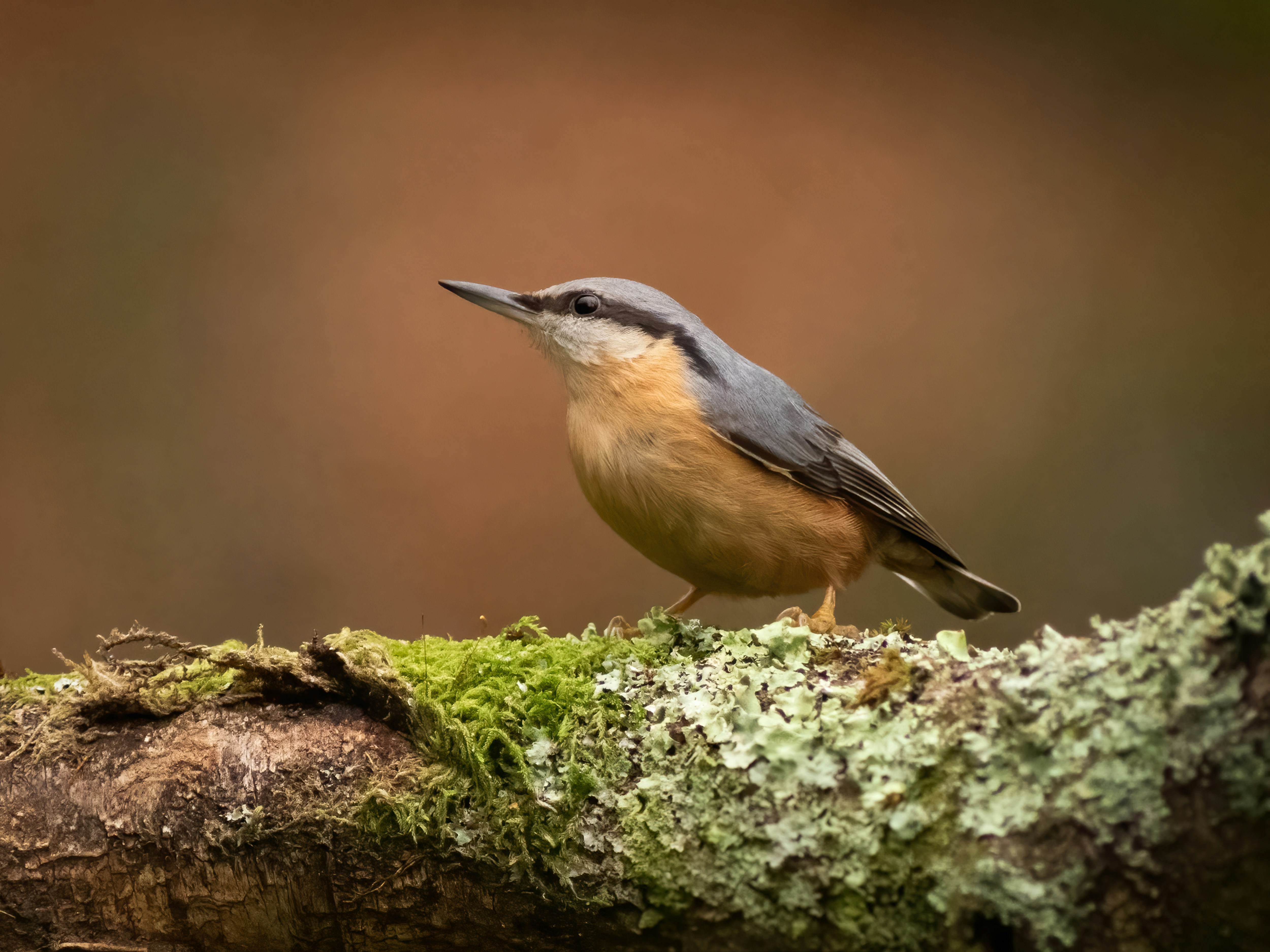 A small bird perched on a mossy branch photo – Free Animal Image on ...
