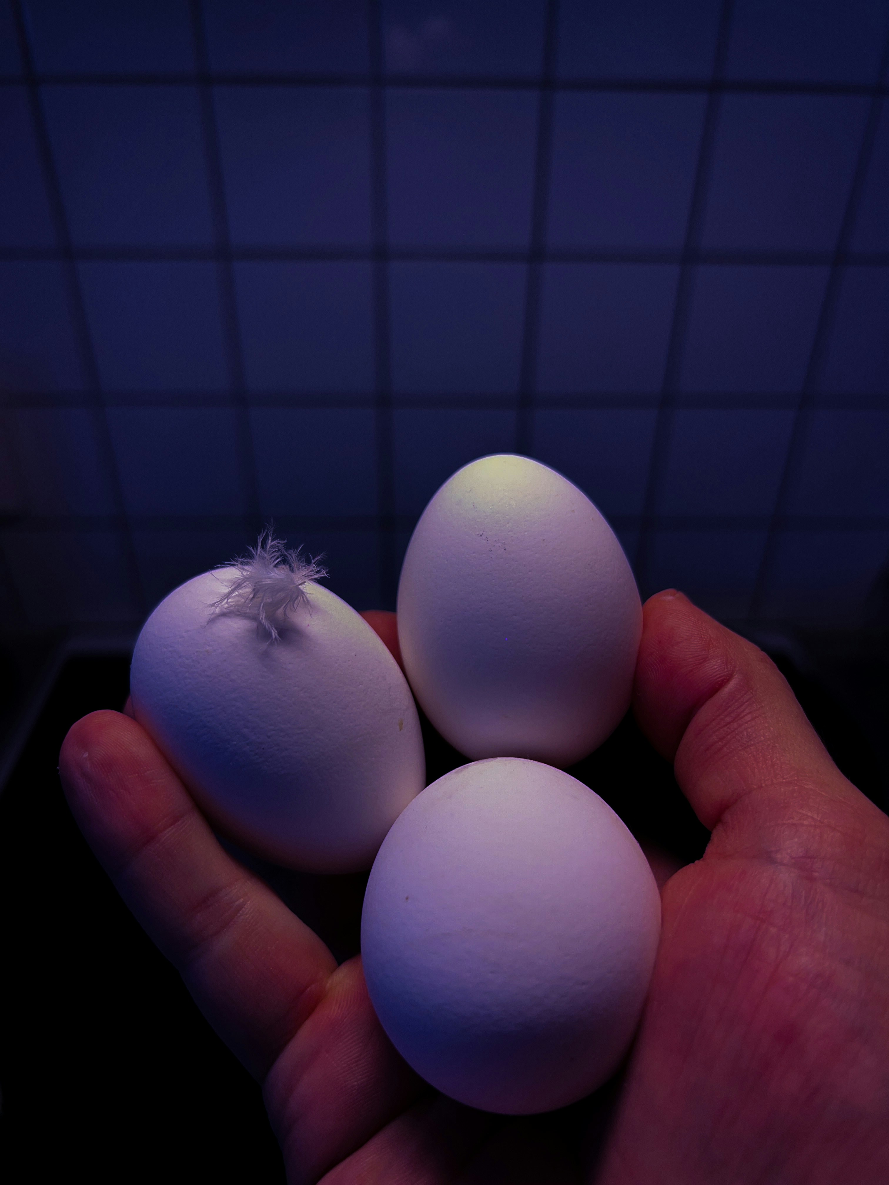 A person holding three eggs in their hand photo – Free Food Image on Unsplash