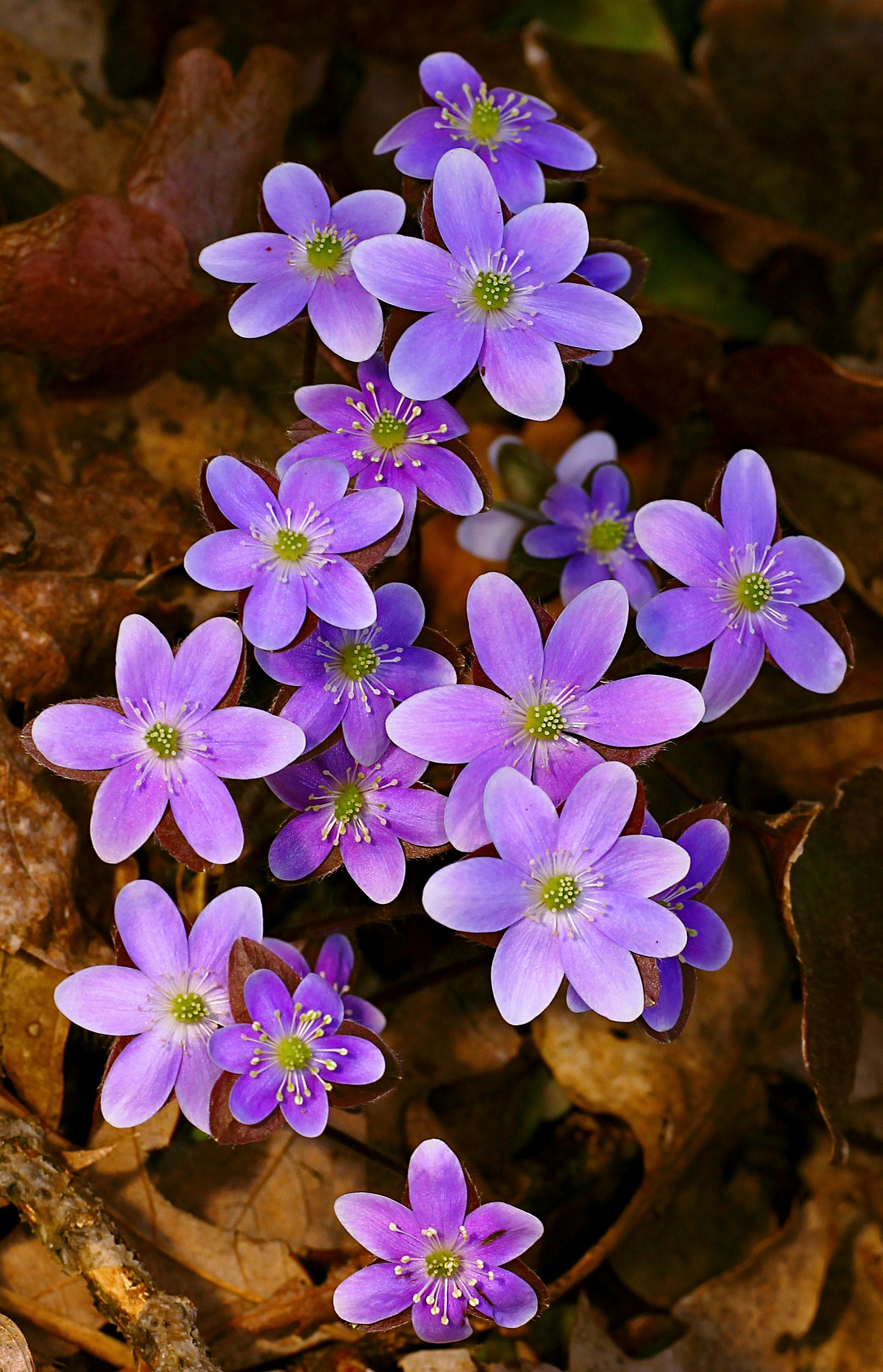 Ephemeral Pictures | Download Free Images on Unsplash