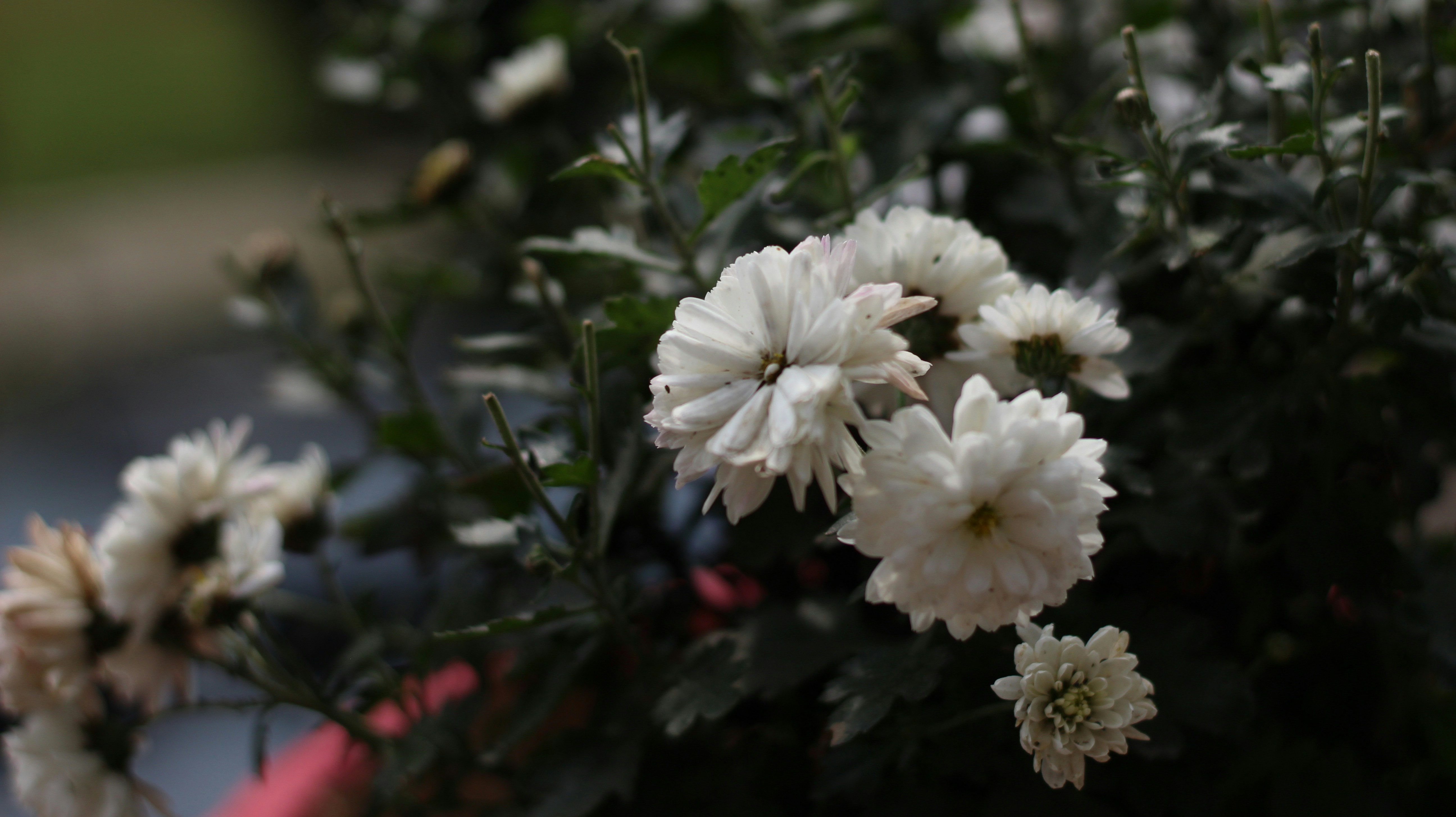 Whispering Whites: Carnations in a Dappled Garden Frame