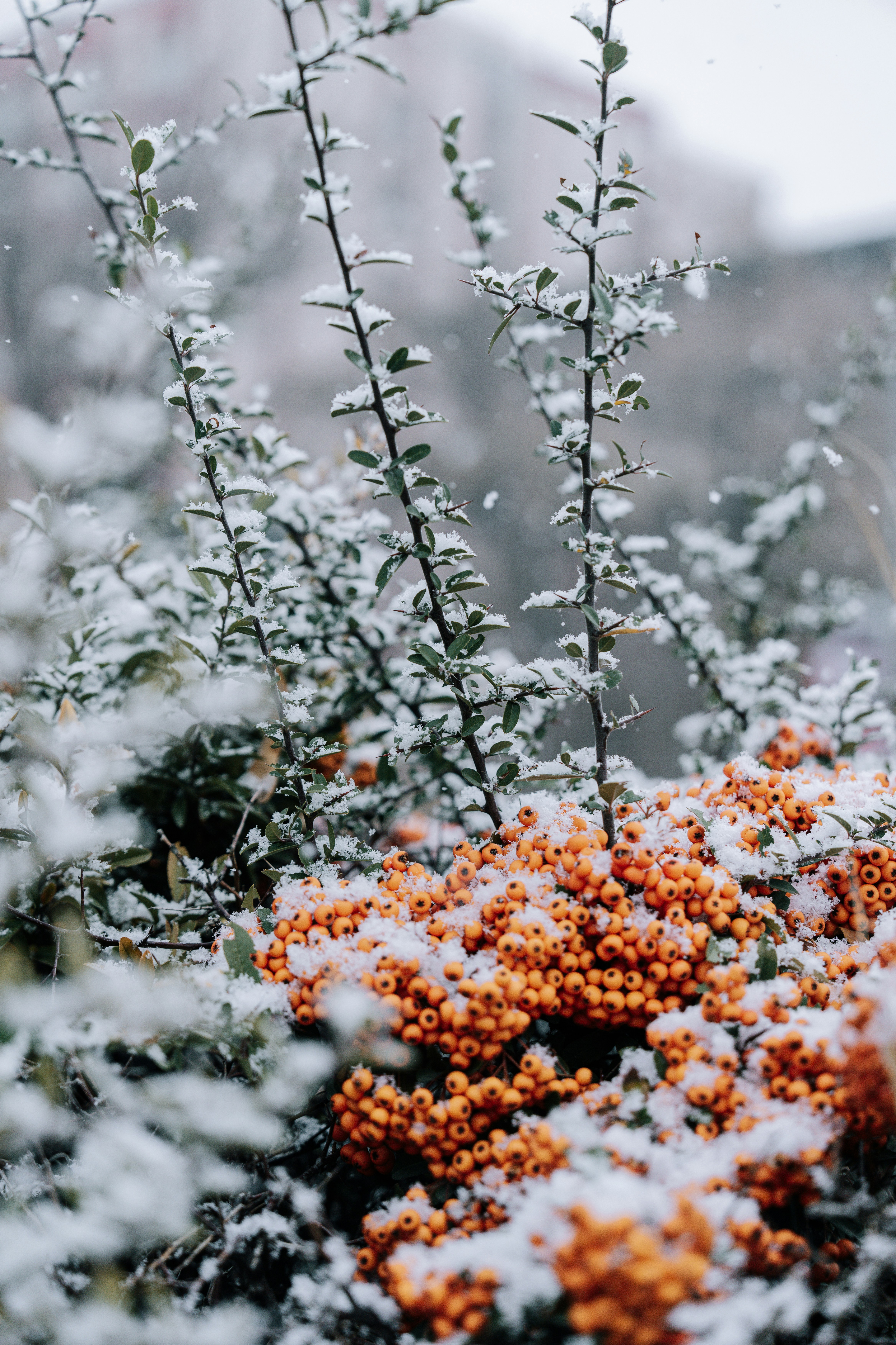 Winter’s Ember: frost-kissed berries on a quiet shrub