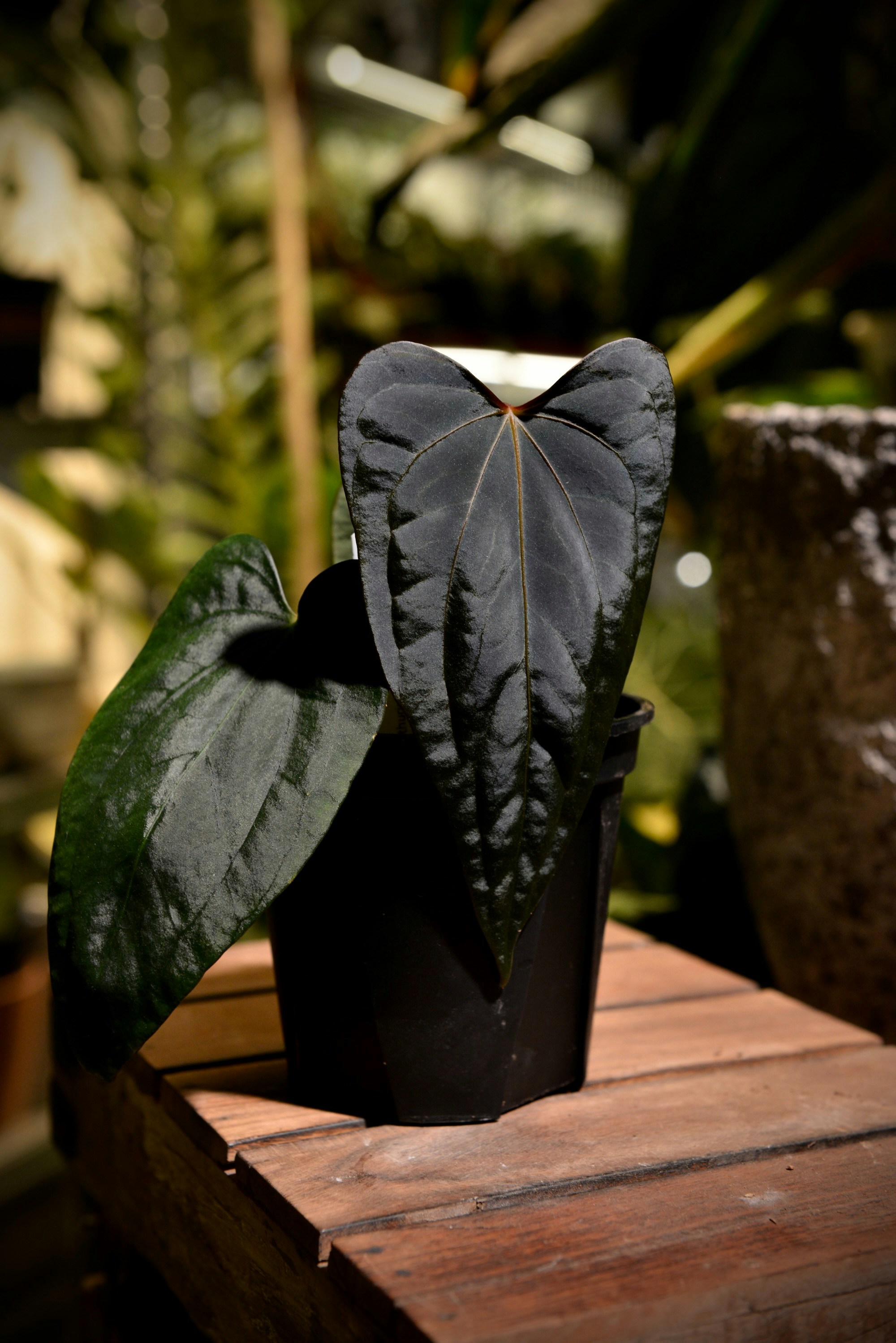 Dark green heart-shaped leaves emerging from a black pot, surrounded by a lush background of greenery. 