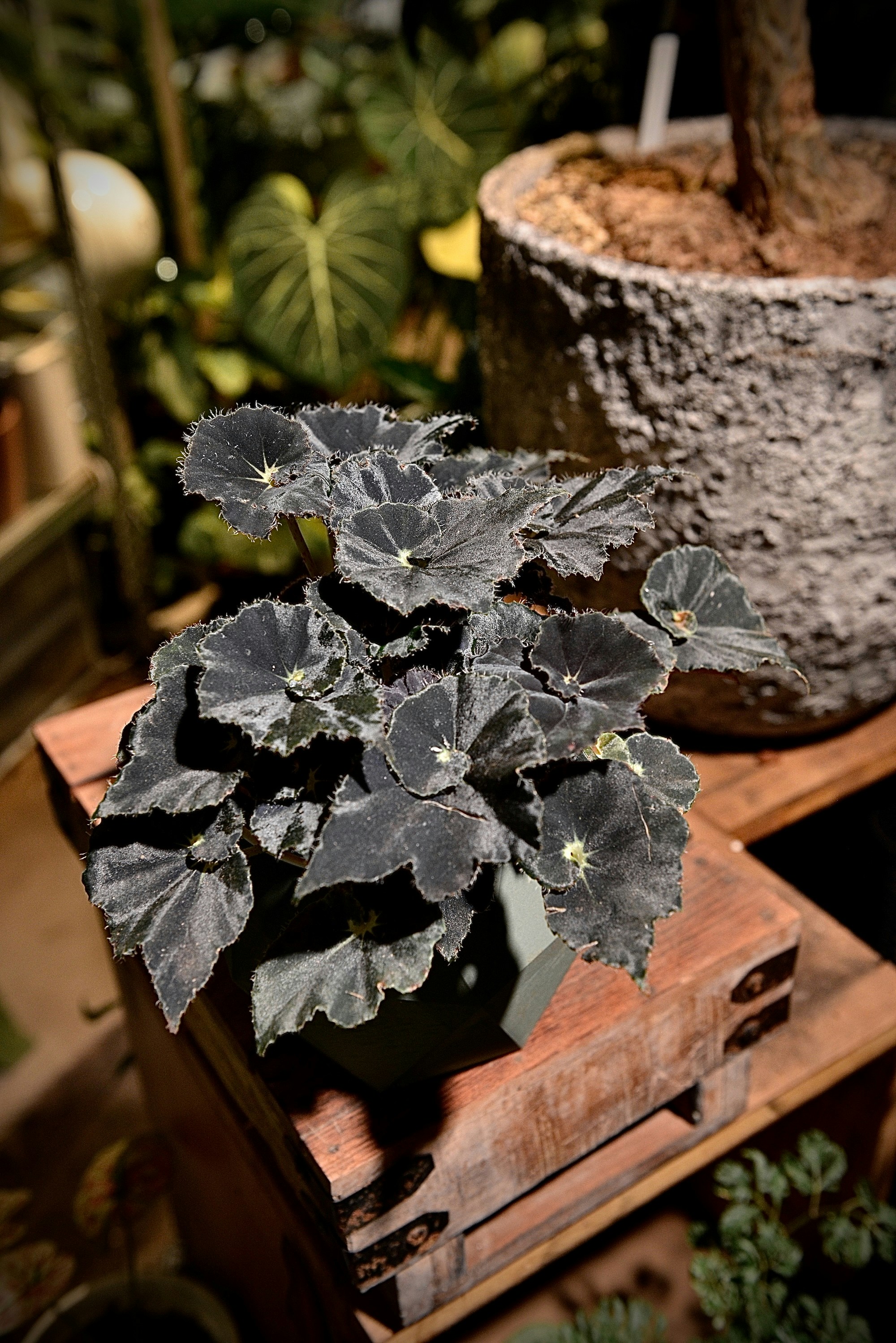 Dusty Heirloom Leaves in a Rustic Balcony Garden