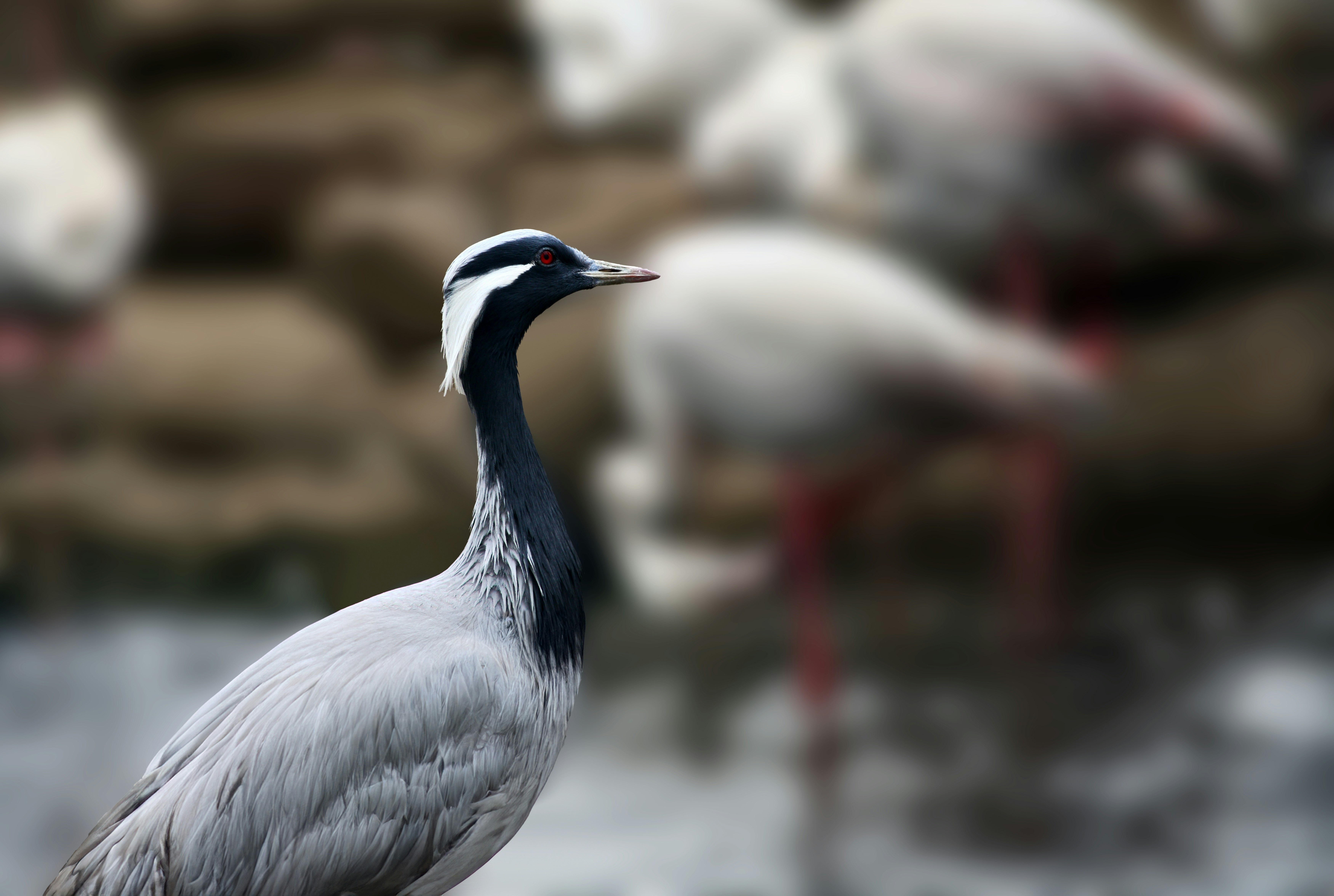 Graceful Crane in Focus: A Quiet Moment by the Water