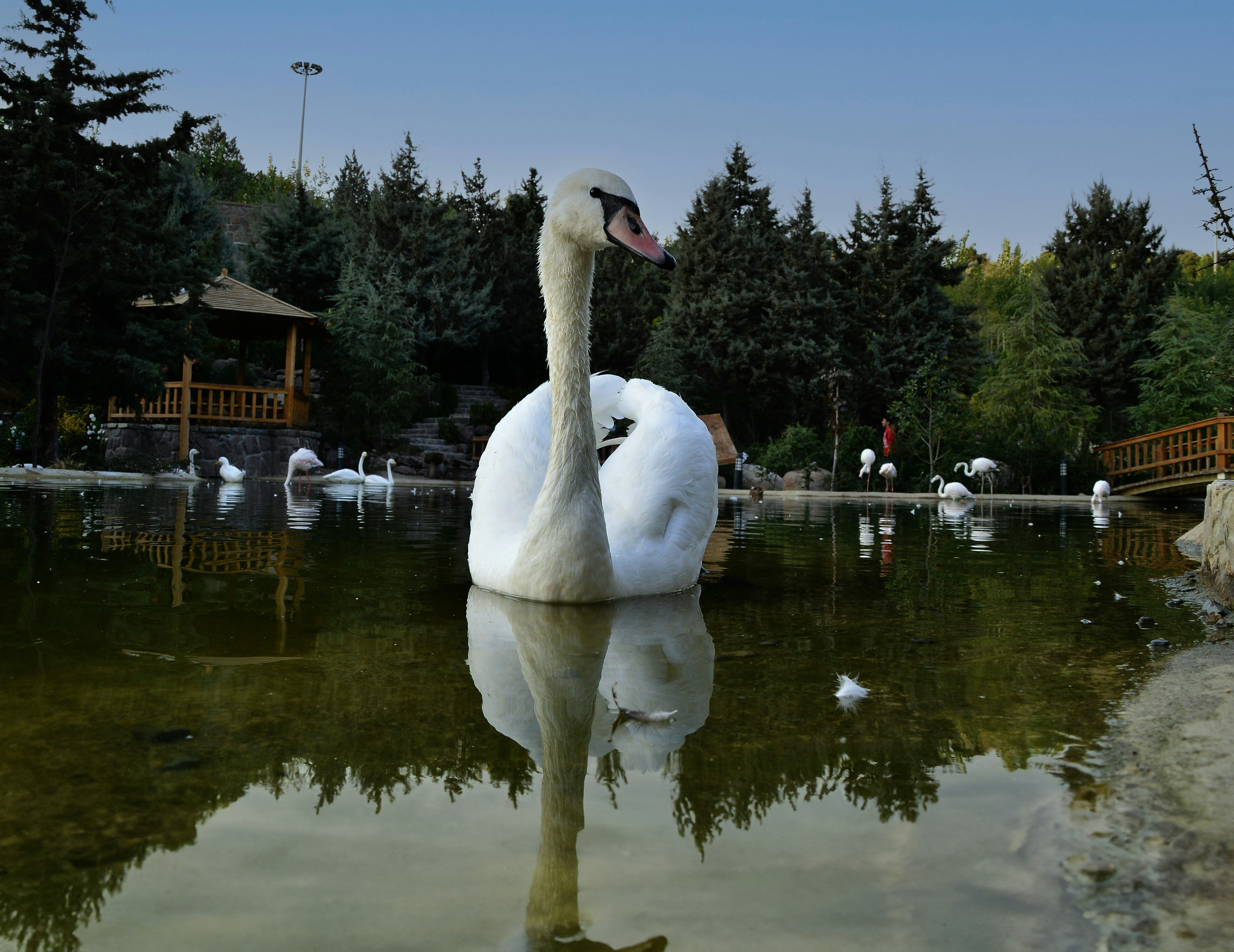 Swan at the Still Pond: Reflections and Quiet Park Presence