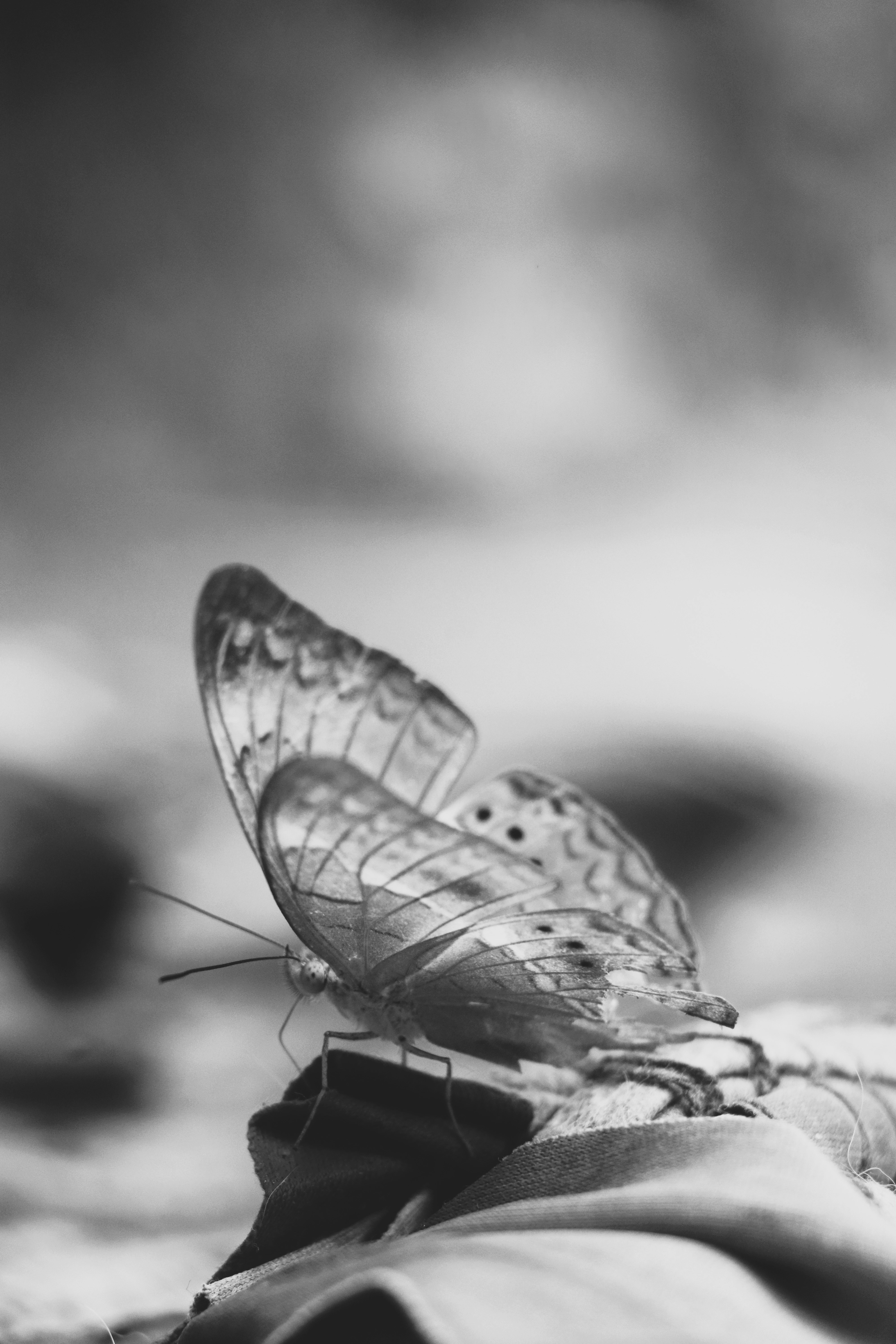 Translucent Whisper on Fabric: A Monochrome Butterfly Moment