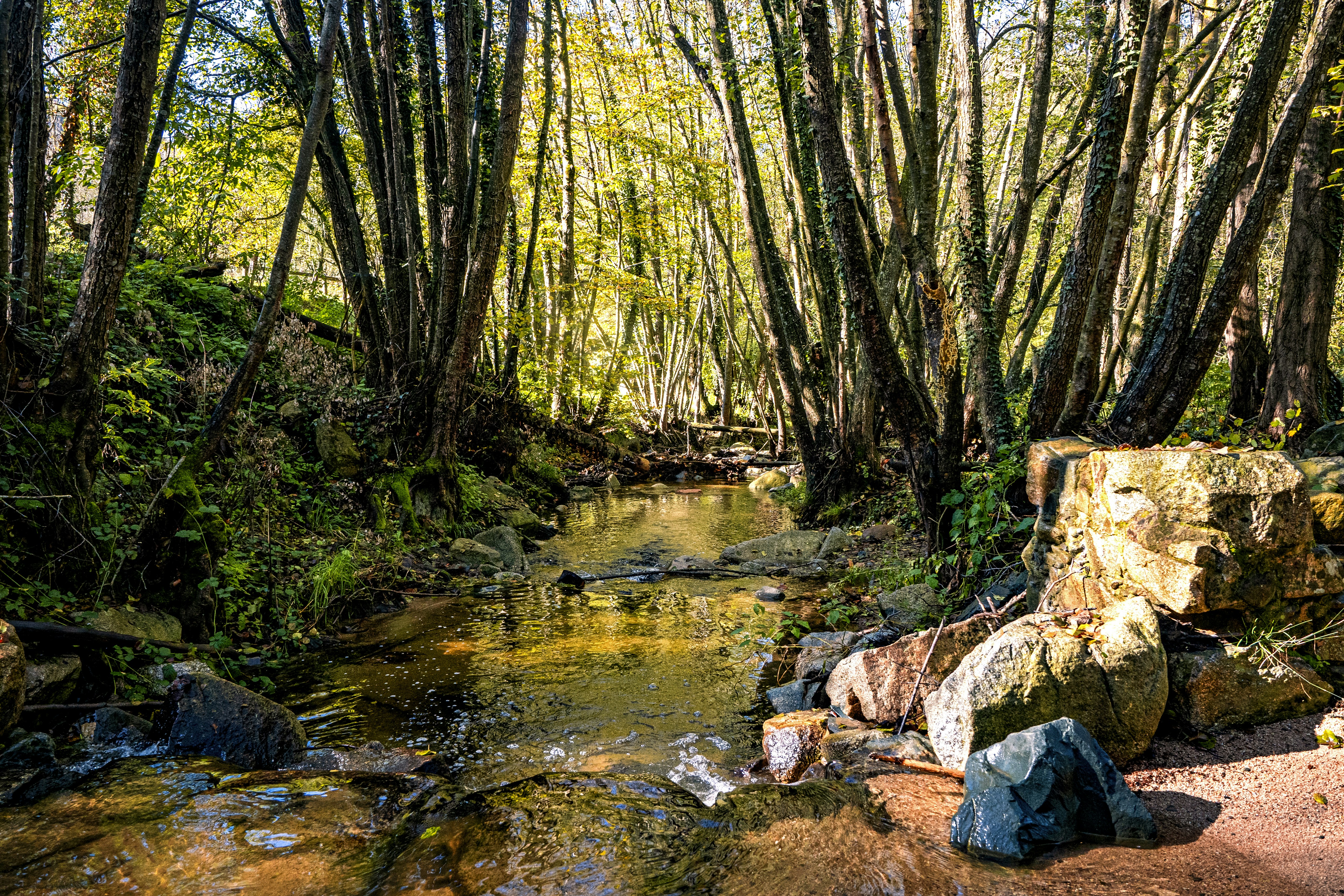Tranquil stream flows through a forest with tall, slender trees under soft autumn light.