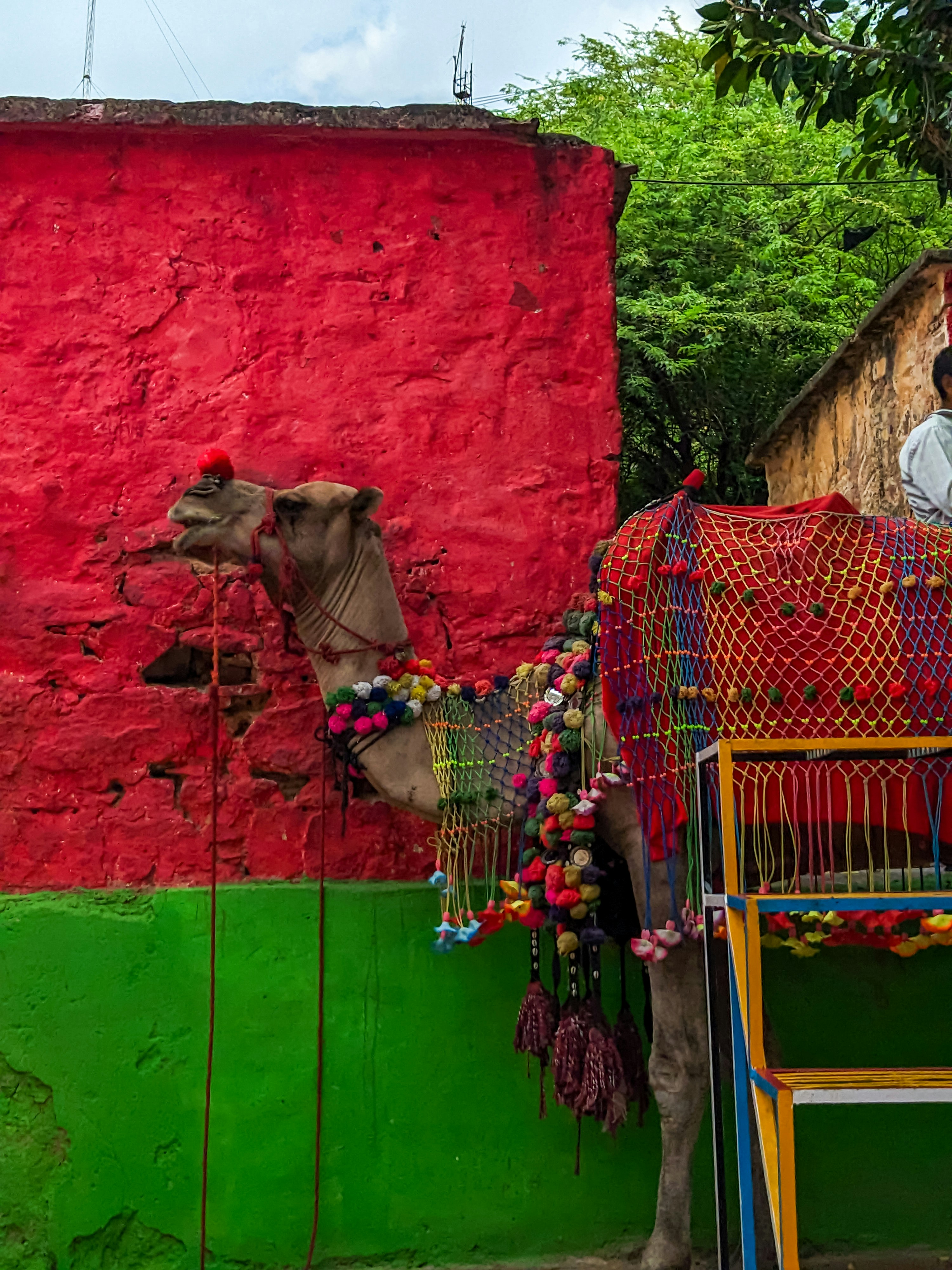 A decorated camel stands beside a vividly painted wall, showcasing a blend of red and green hues. The scene captures the lively spirit of local culture.