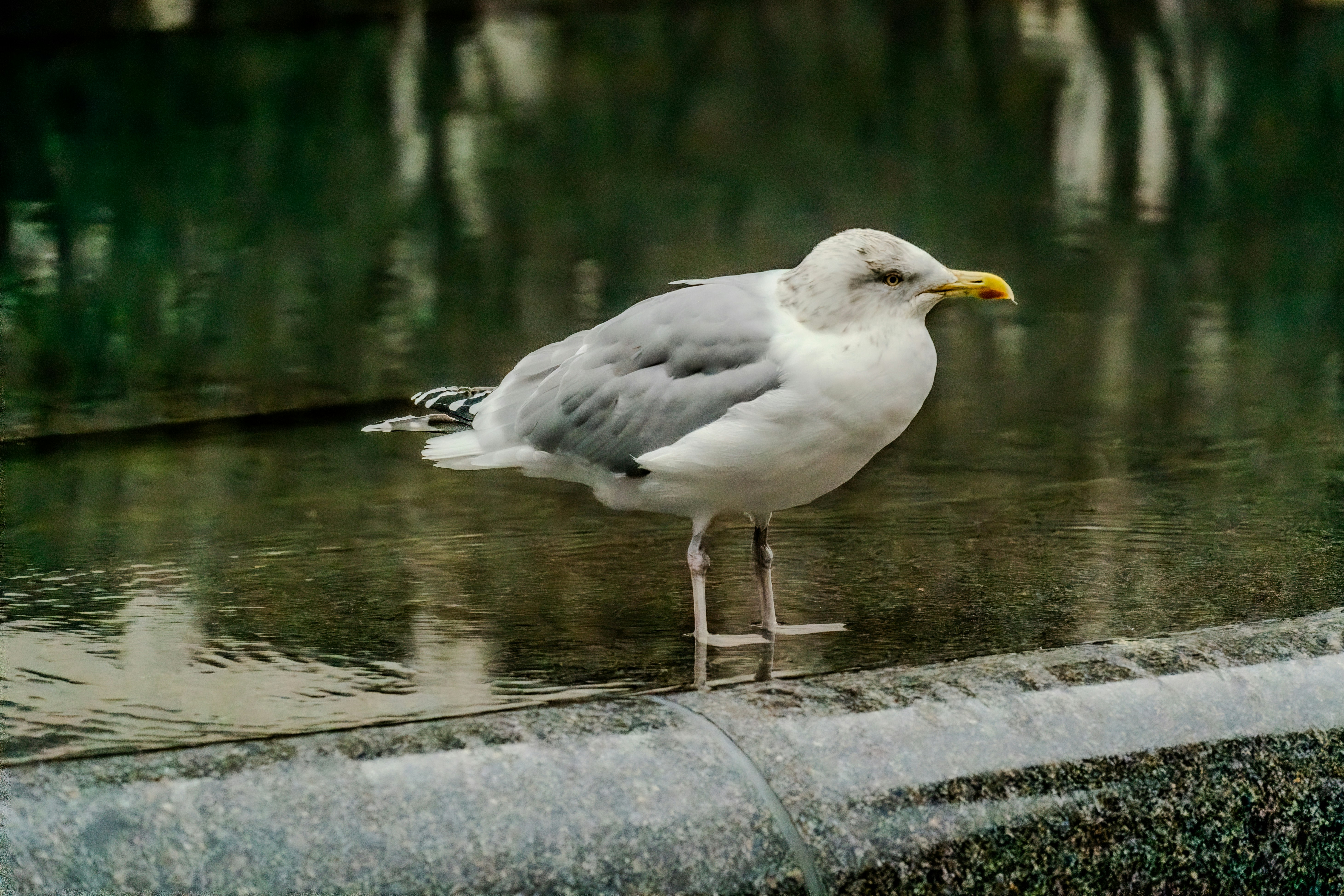 Seagull at the Water's Edge: Quiet Posture on a Concrete Verge