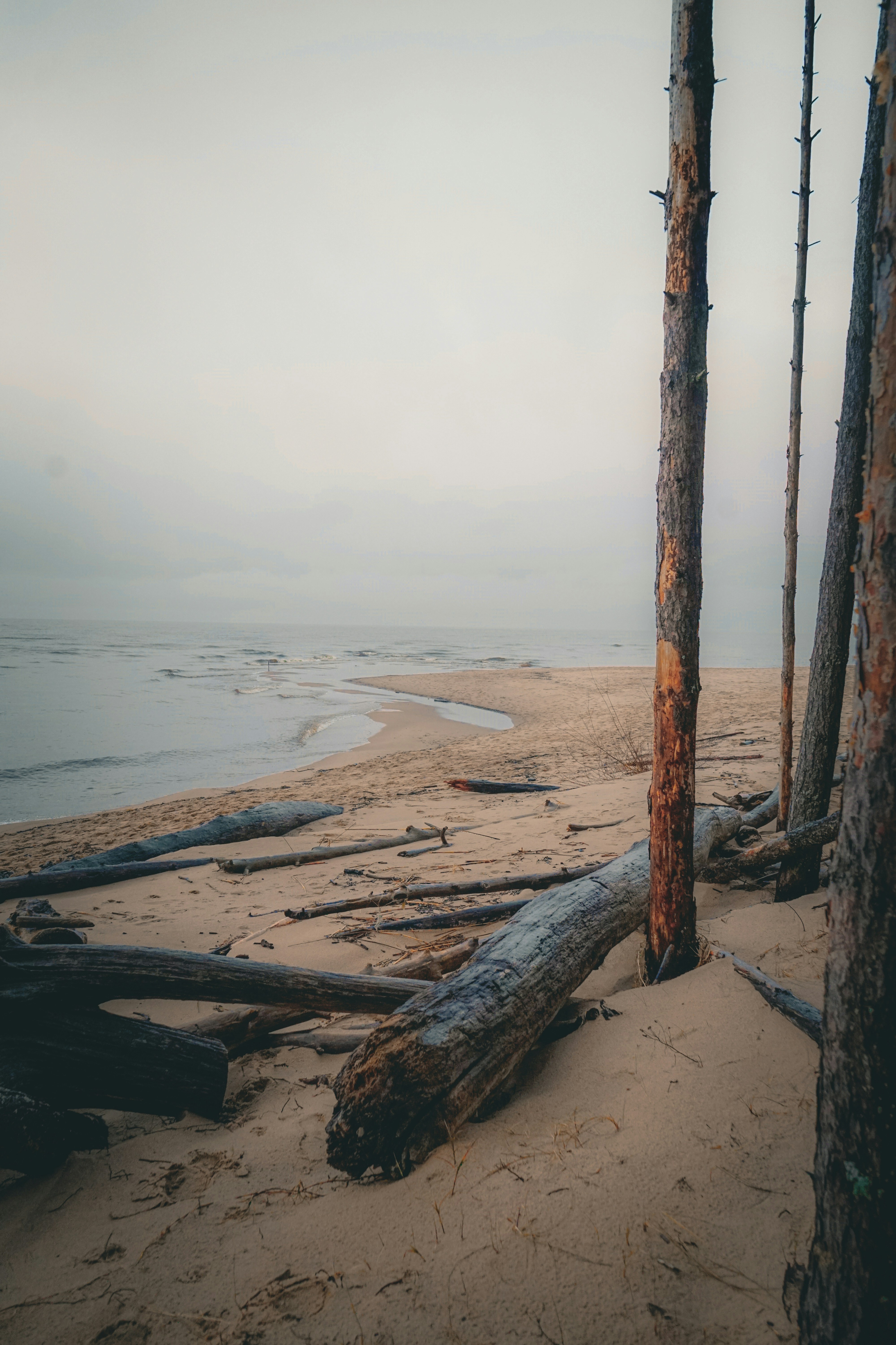 Pine Sentinels Along a Driftwood Beach
