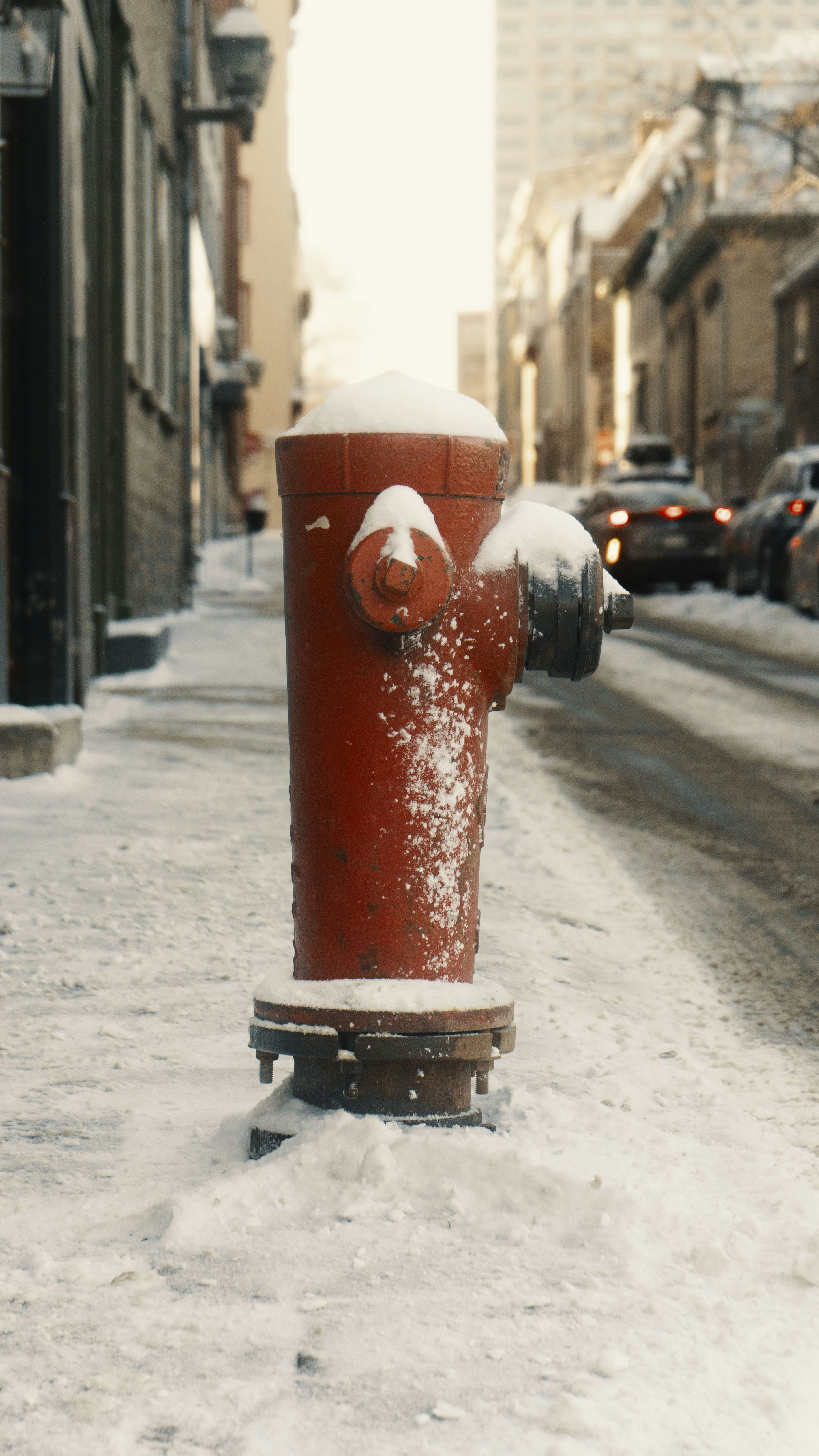 The Scarlet Sentinel Amidst the Winter ChillDouglas Schneiders