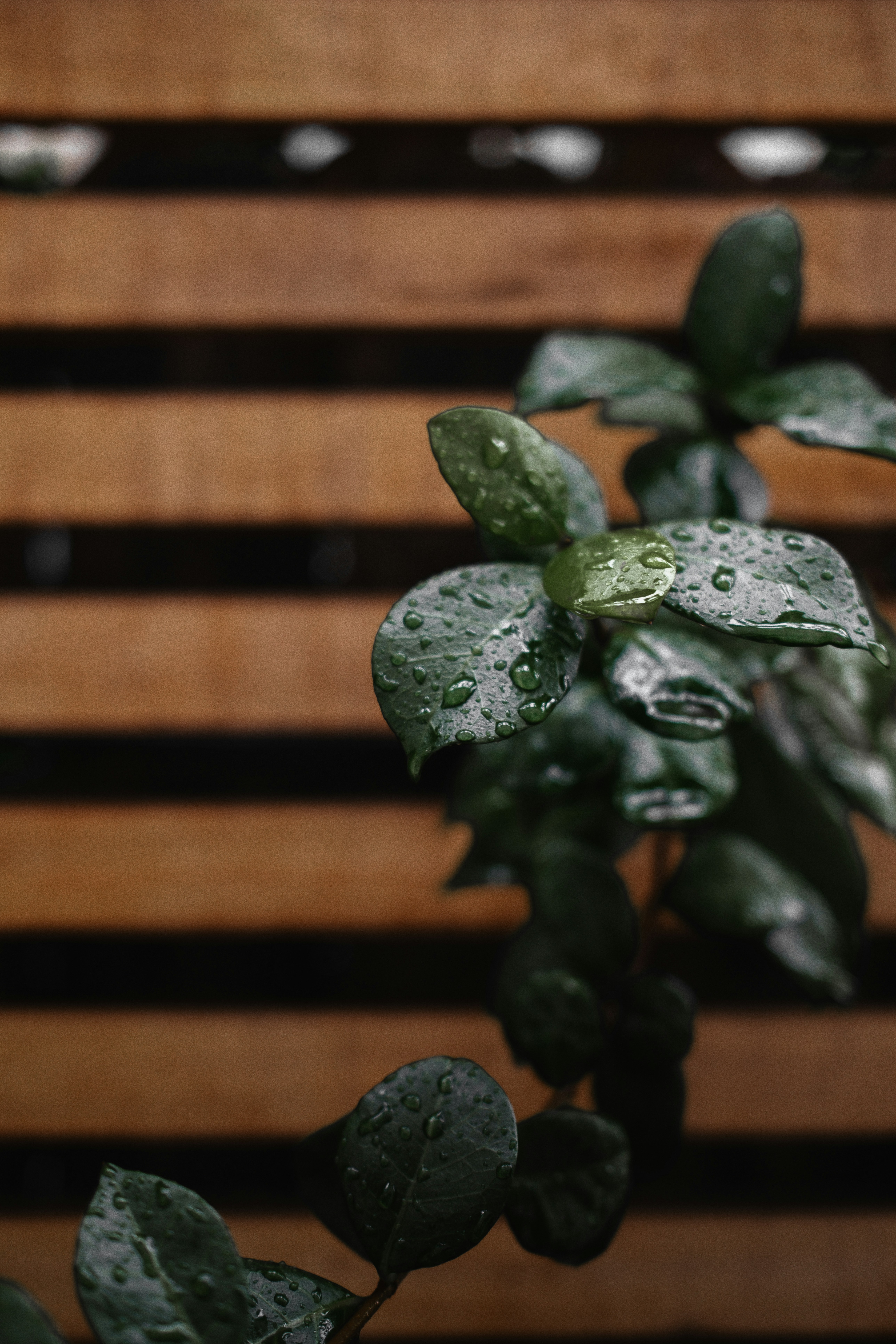 Dew-Kissed Emerald Leaves Against a Wooden Slat Backdrop