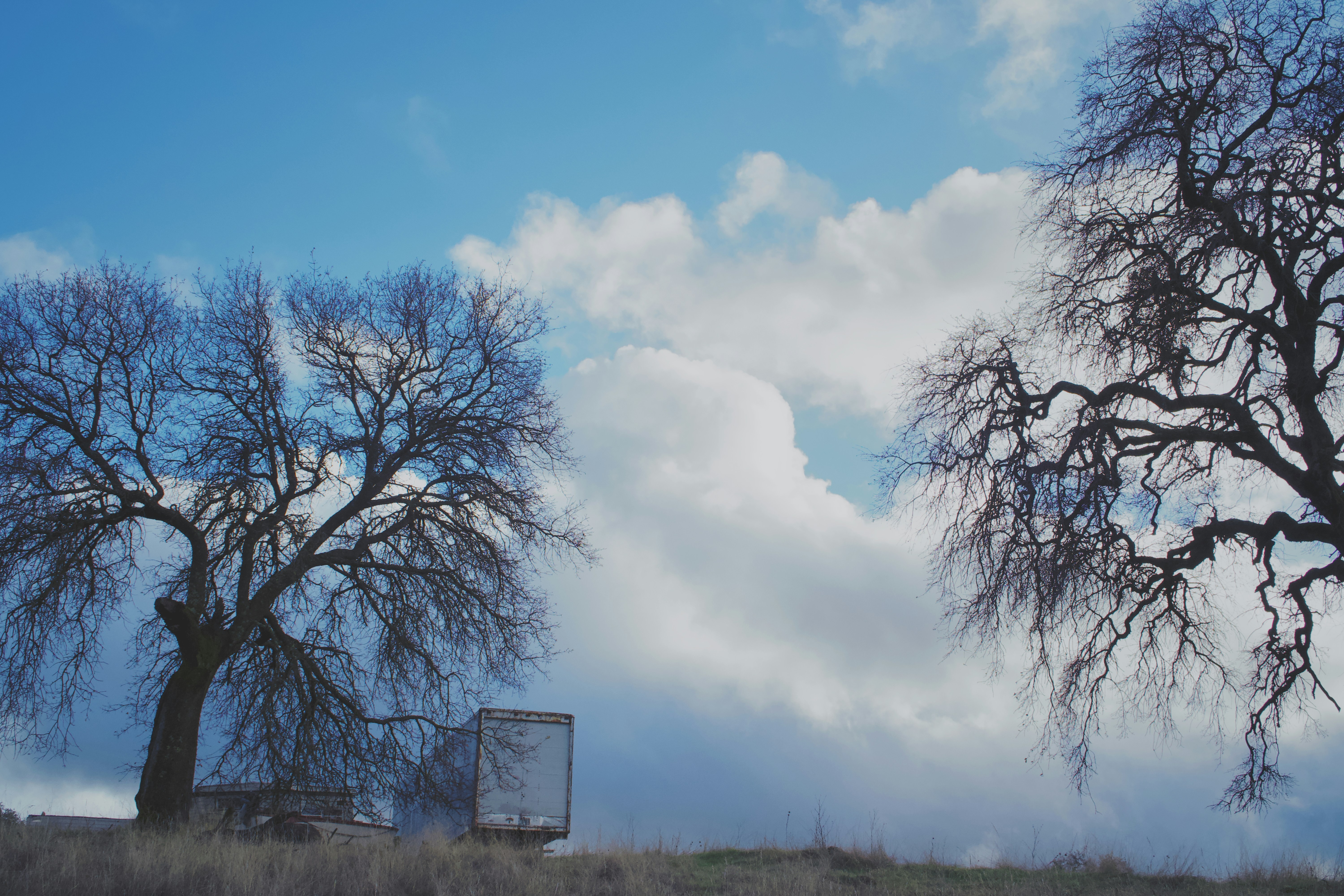 A couple of trees sitting in the middle of a field photo – Free ...