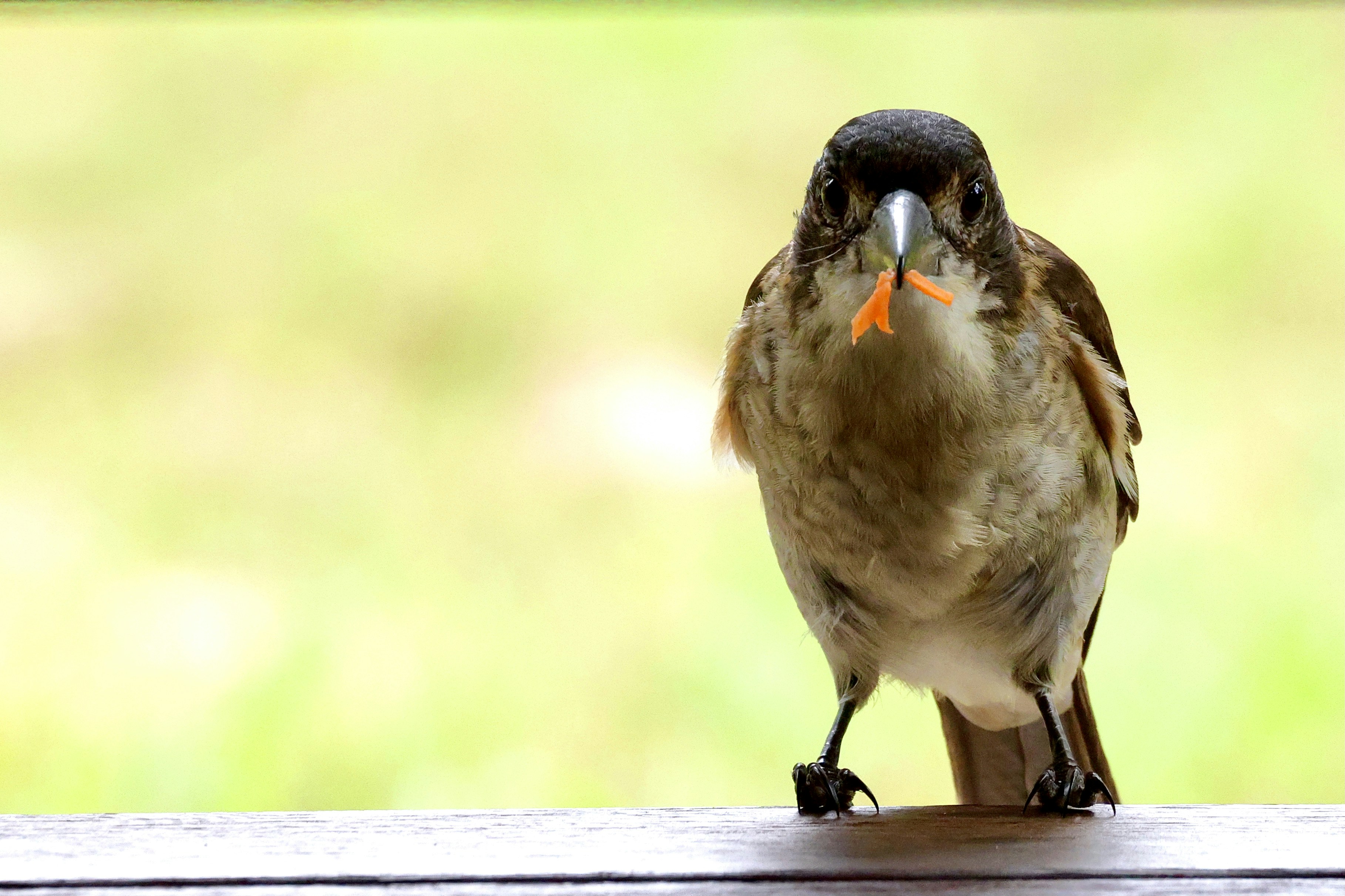 Photo by James Wainscoat with Canon EOS R5