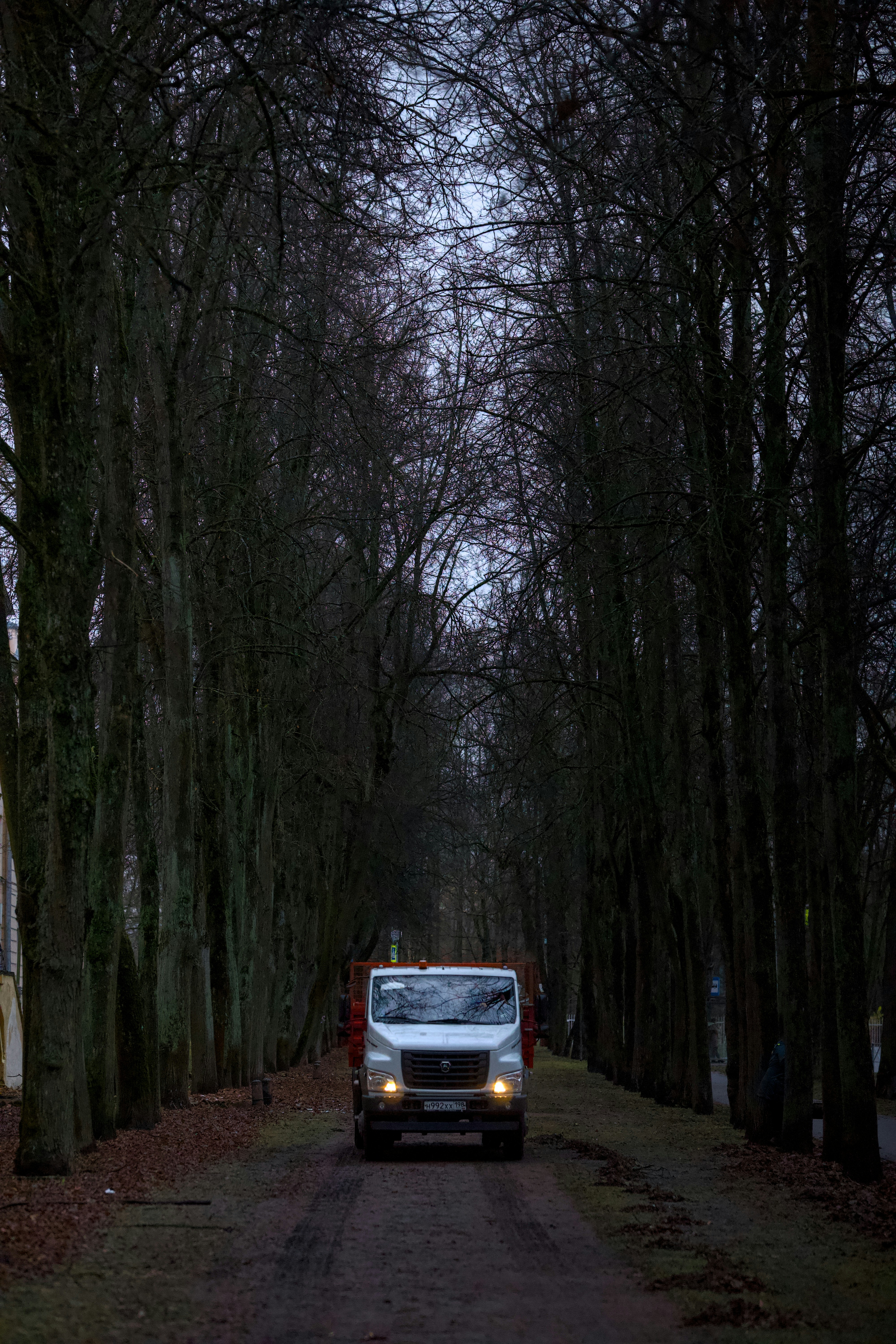 A car driving down a tree lined road photo – Free Forest Image on Unsplash