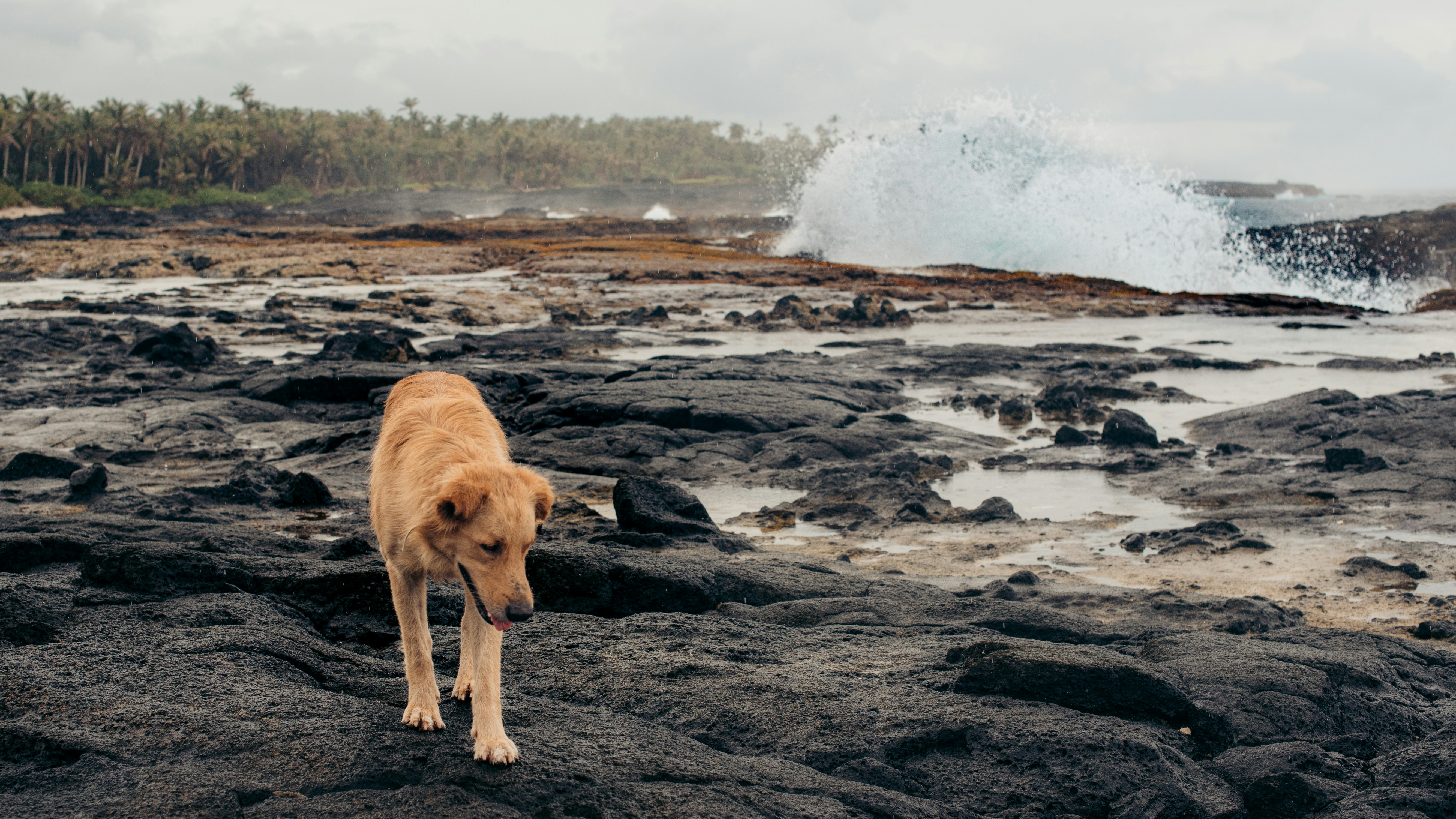 Coastal Canine Patrol: A Golden Visitor on Charred Shore
