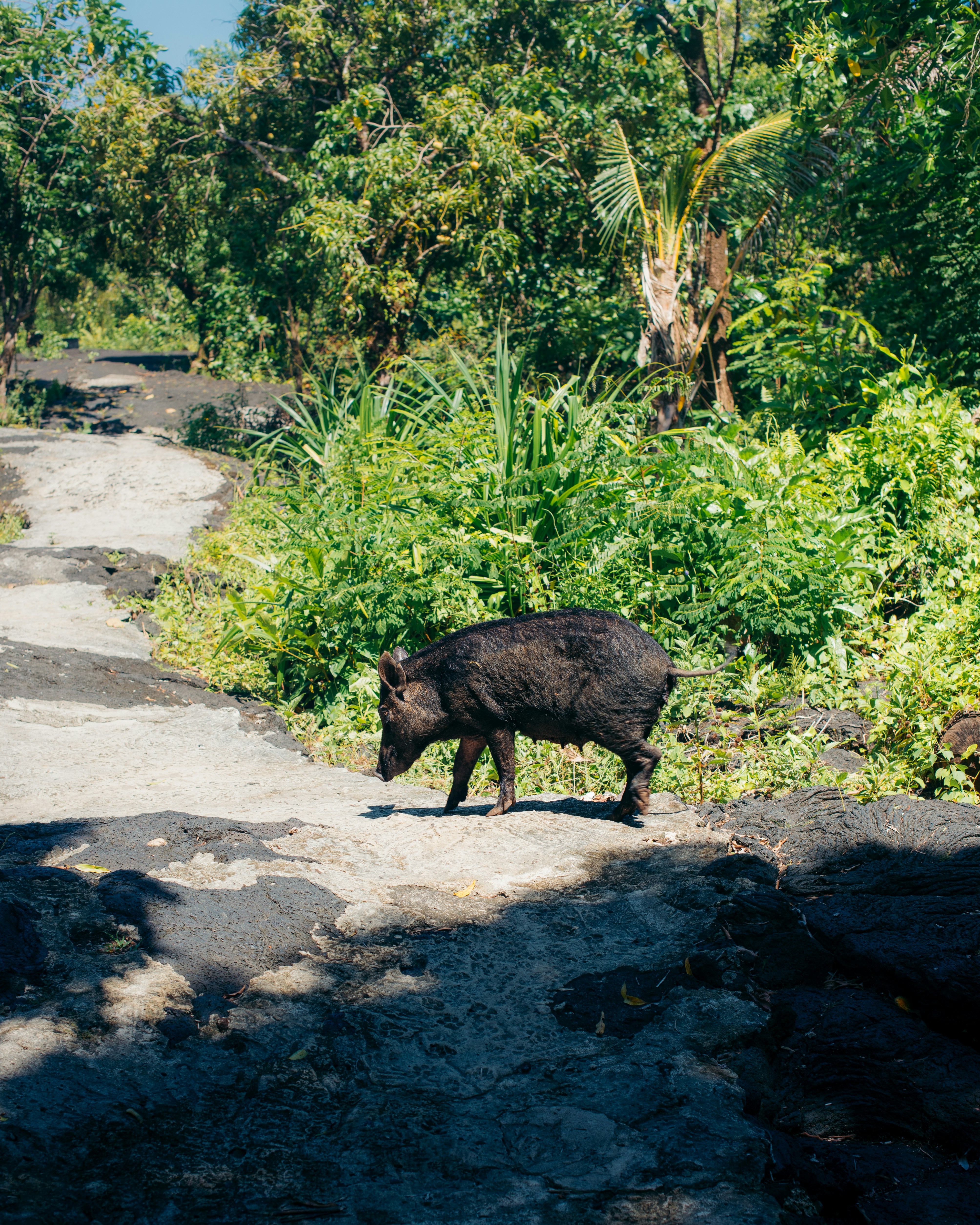Midday Ambler on Lava: A Black Boar Pushing Through Tropical Vines