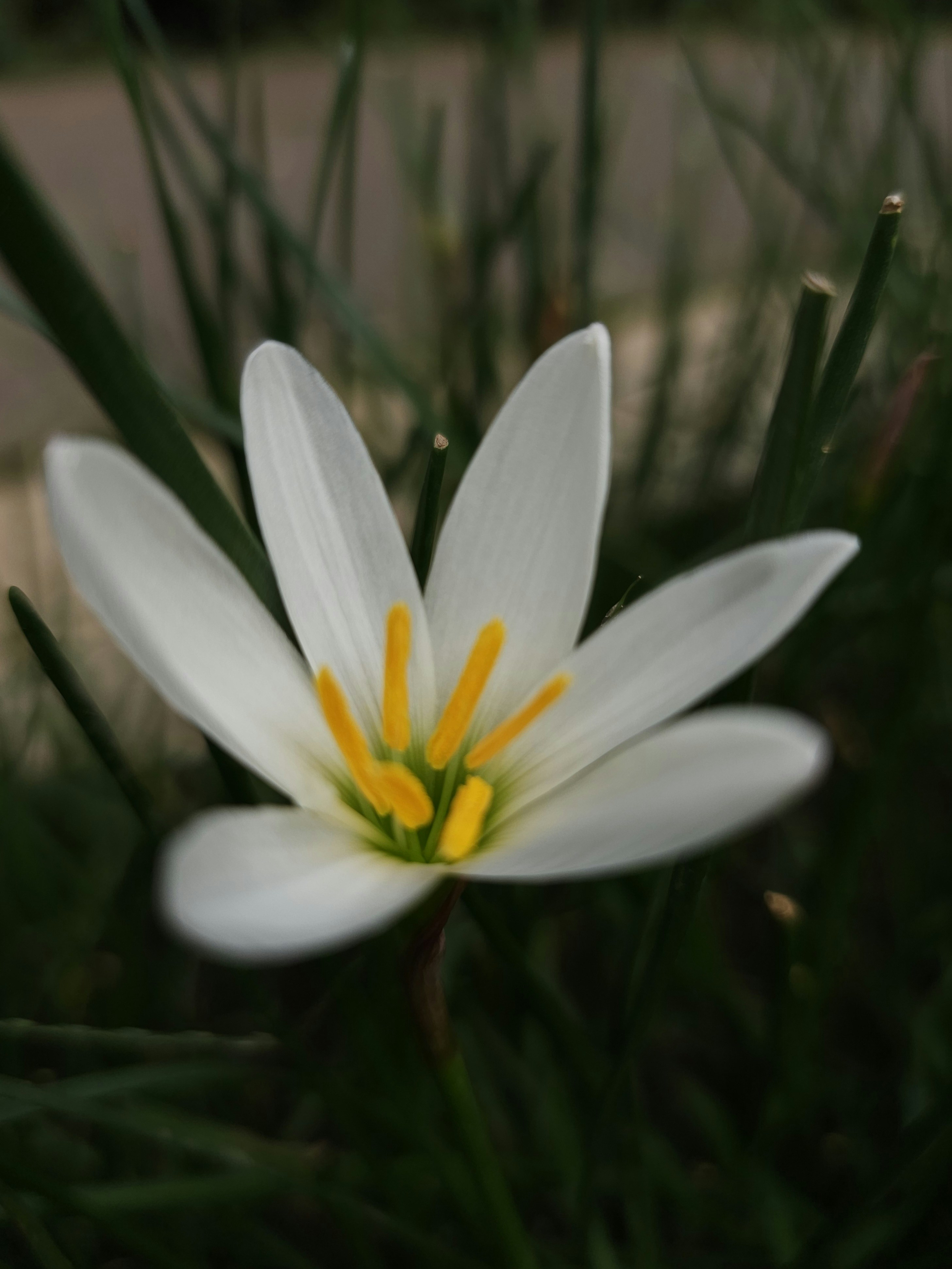 White flower with yellow centre