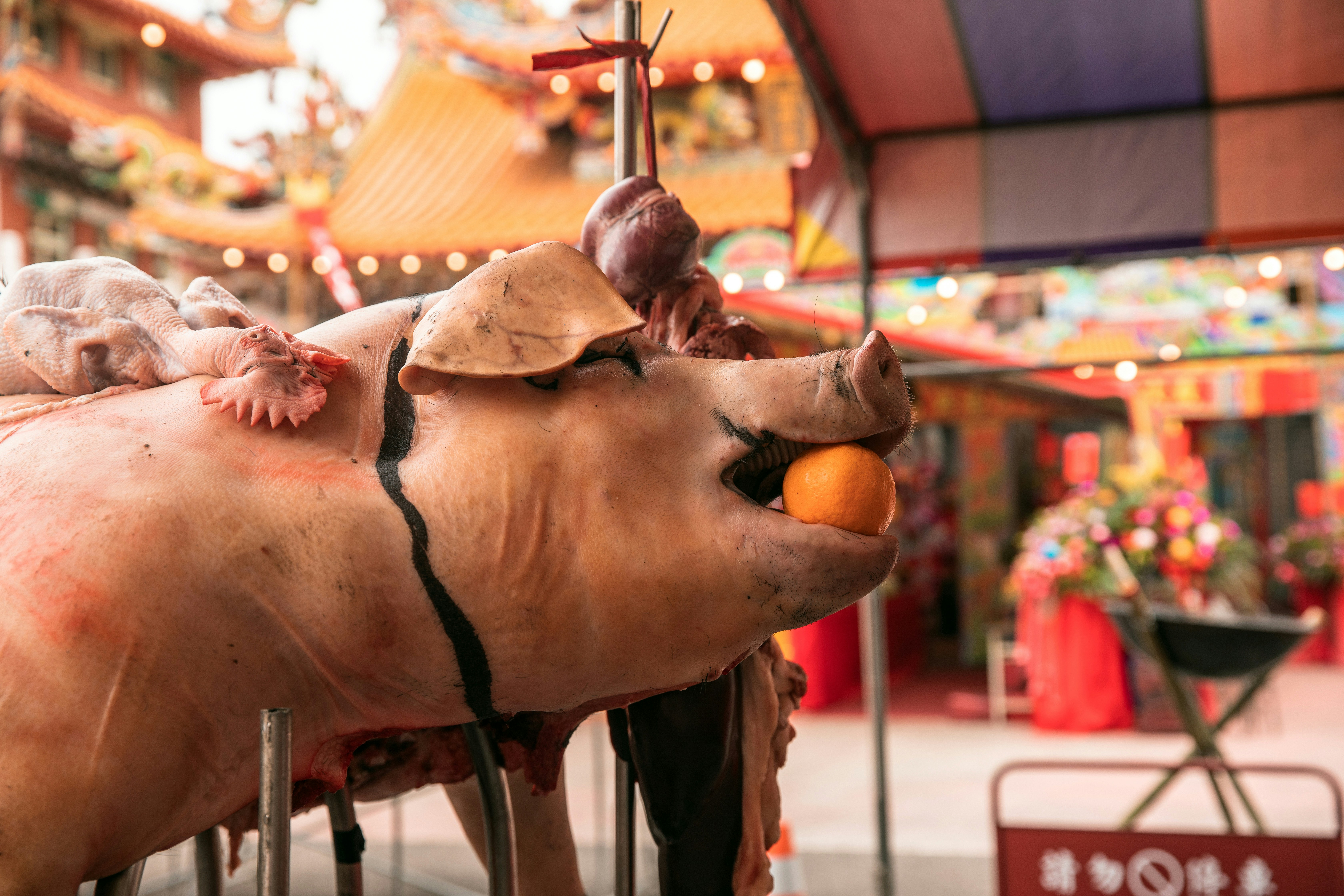 Una estatua de un cerdo con una naranja en la boca foto – Imagen de ...