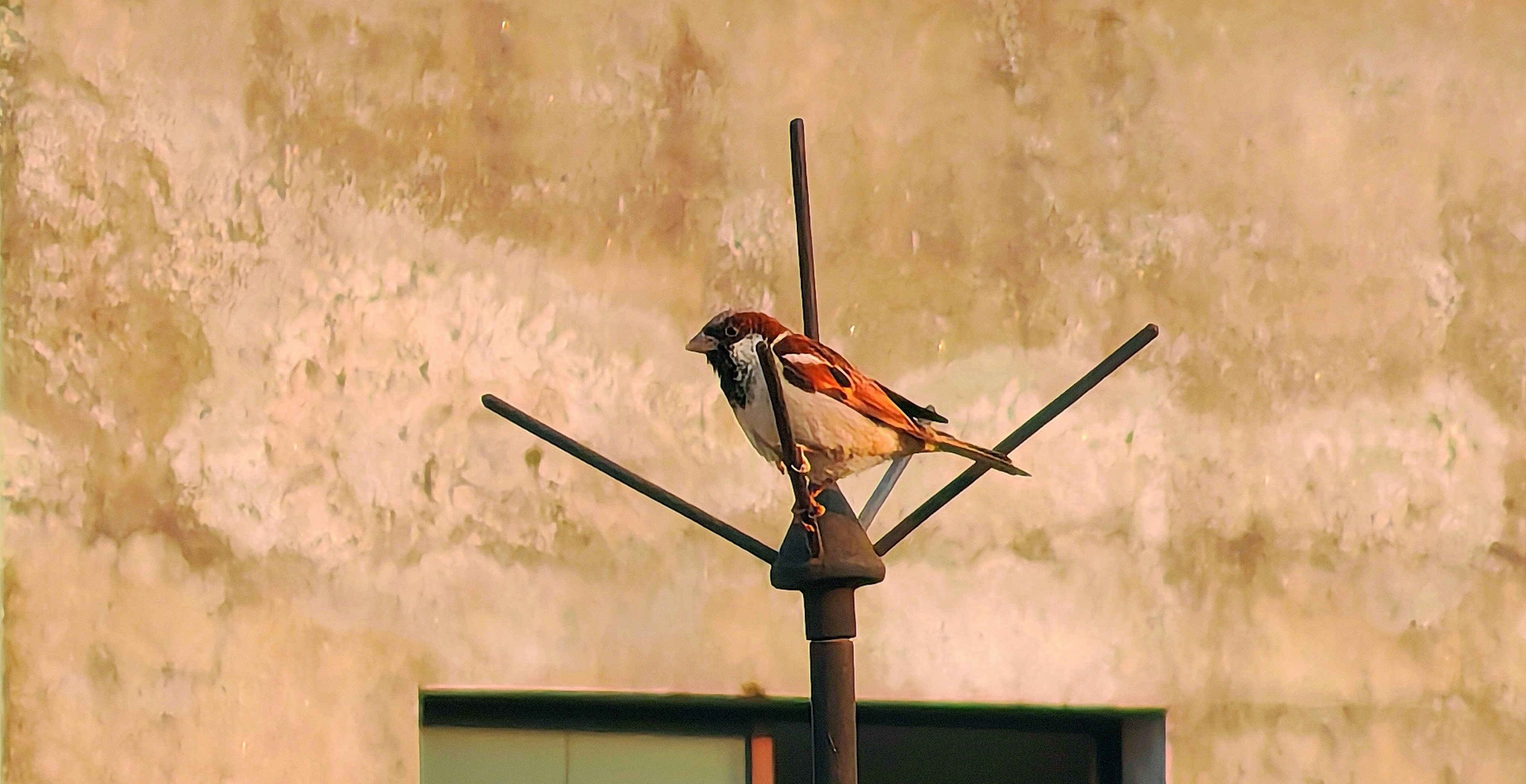 Red-breasted bird perched on a metal antenna above a weathered wall with a window beneath.