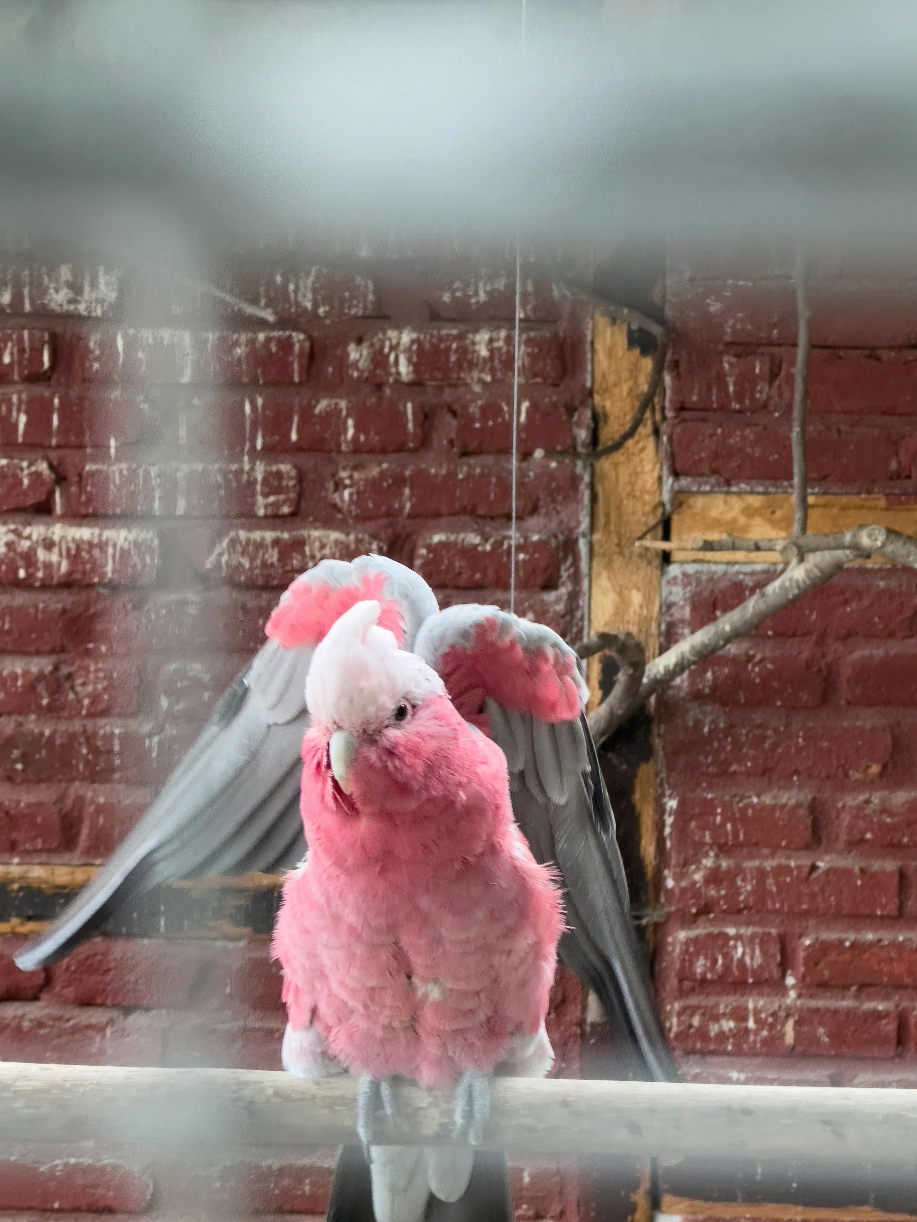 Rosy Galah on Glass: Pink Plumage Framed by Brick and Bars