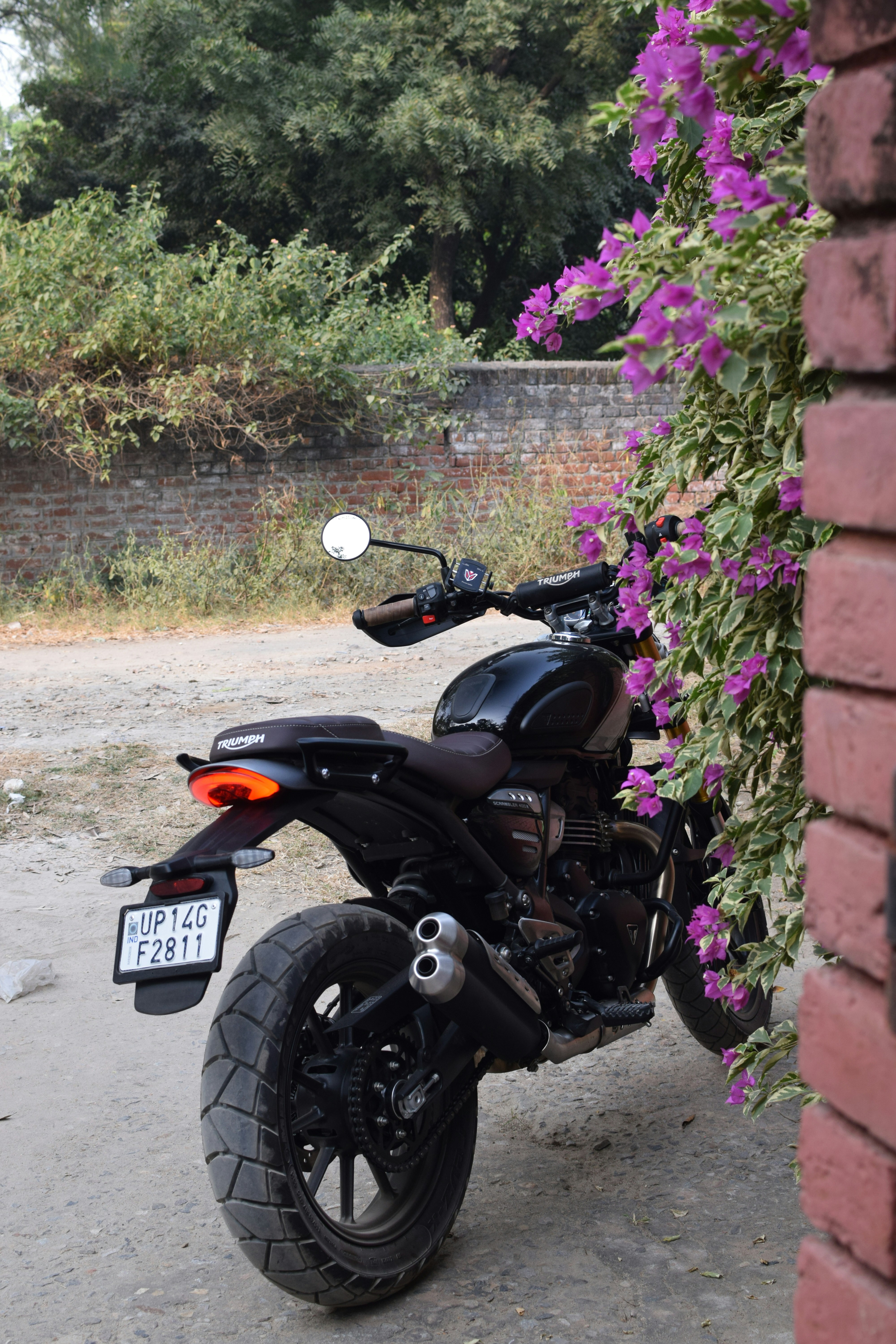 Black Cruiser Resting by a Brick Wall, Framed by Purple Bougainvillea